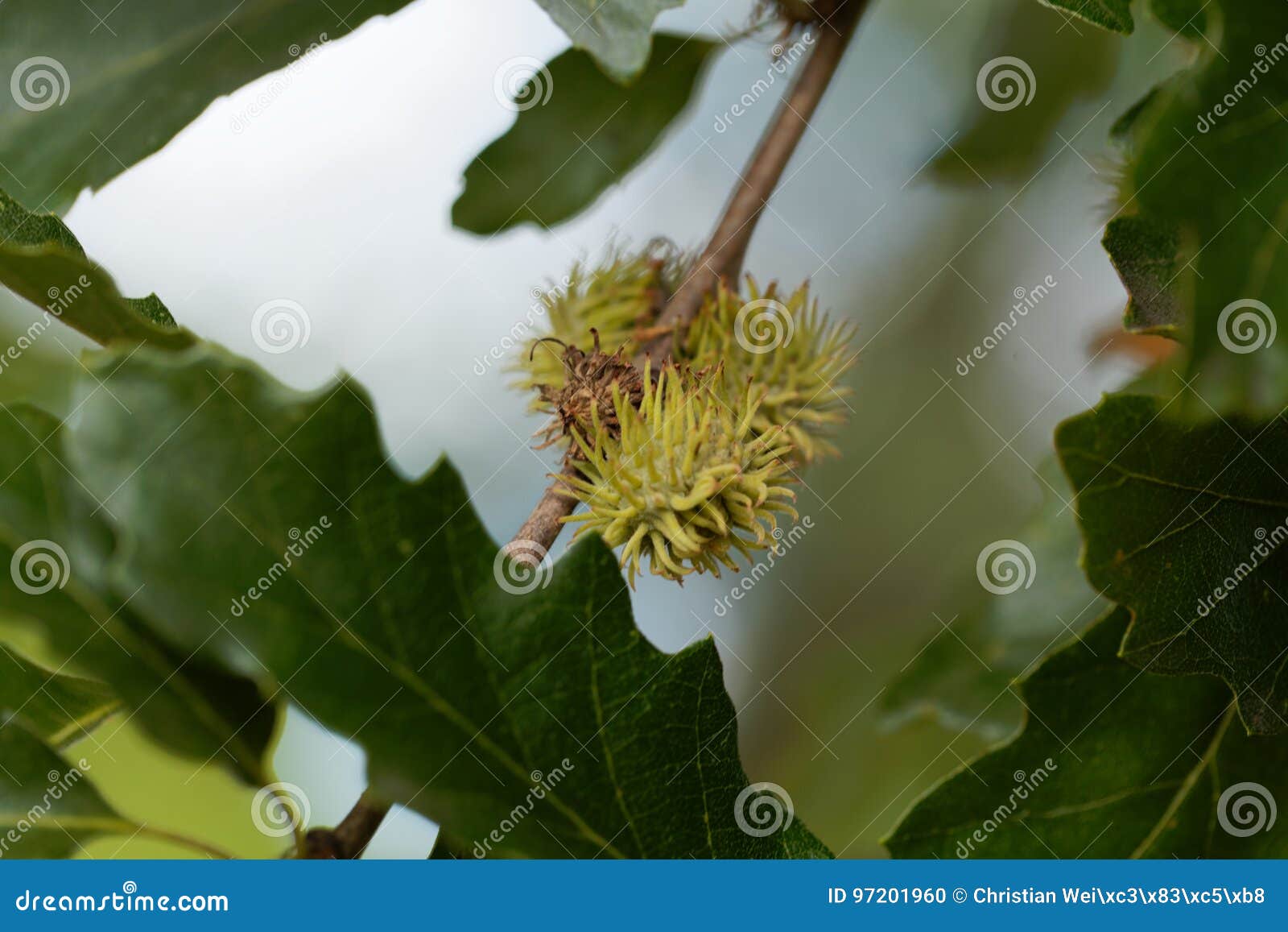 Fruits of a Turkey oak stock photo. Image of quercus - 97201960