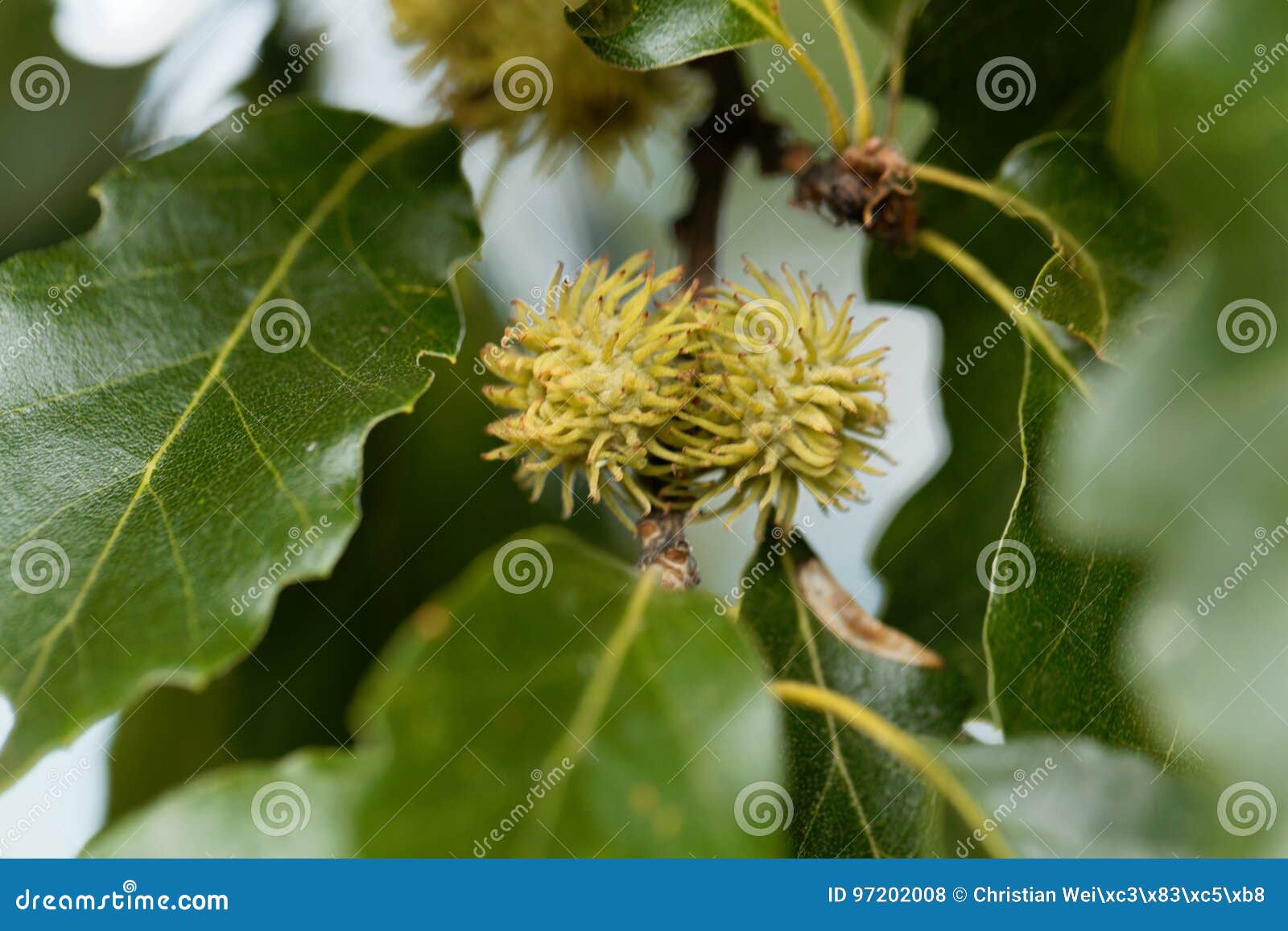 Fruits of a Turkey oak stock photo. Image of earth, park - 97202008
