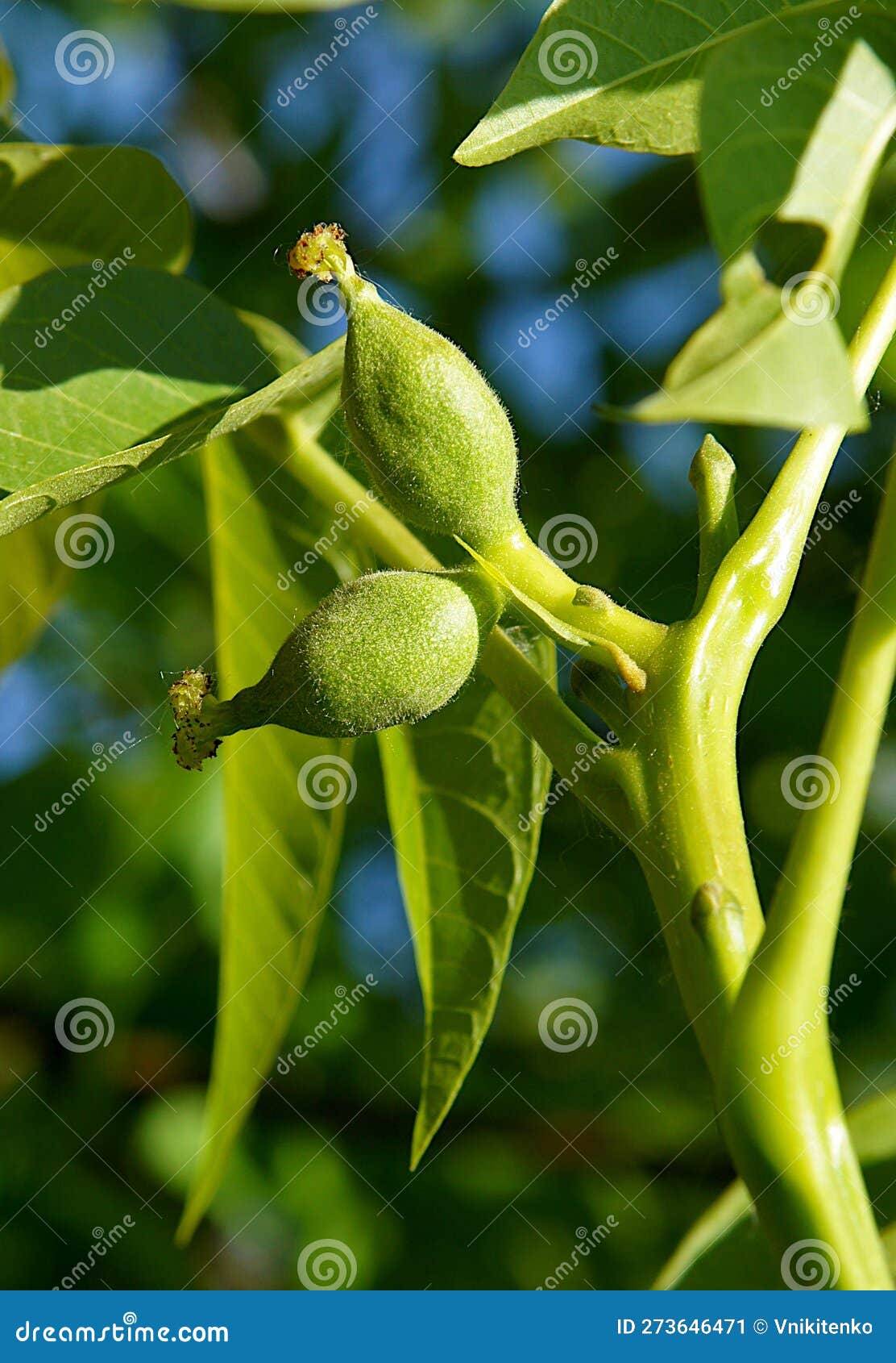 Fruits of walnut stock image. Image of fruits, healthy - 273646471