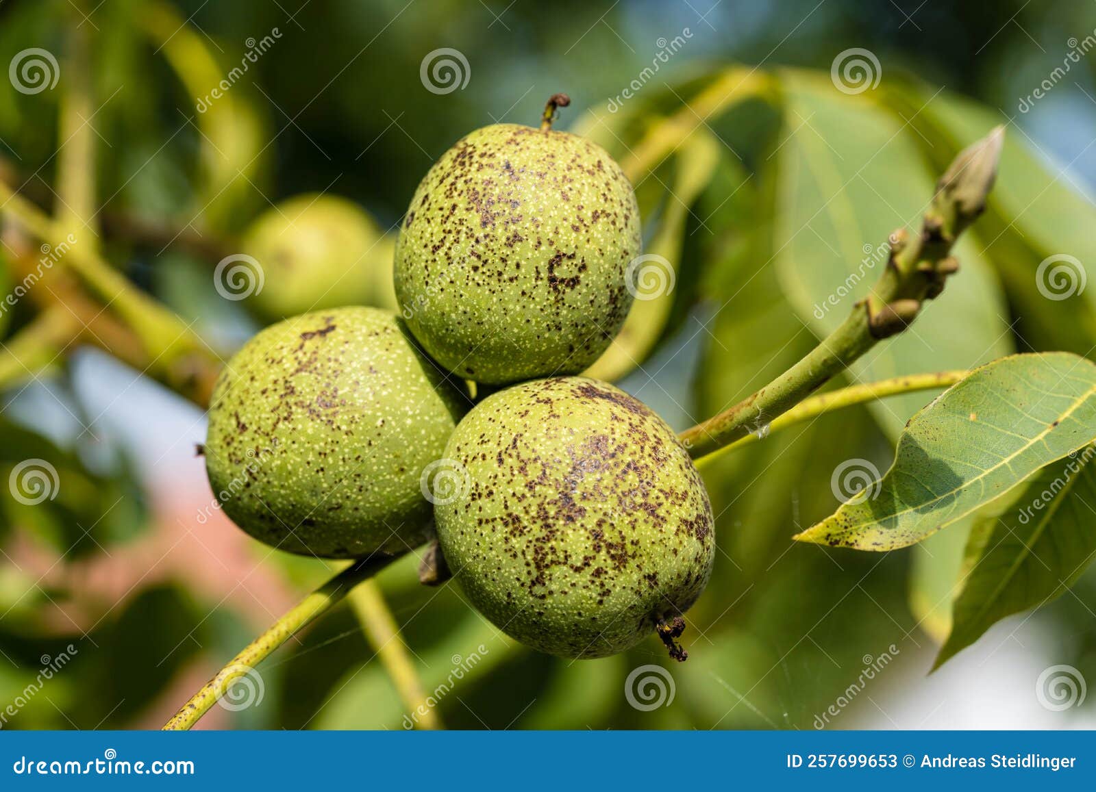 Walnut juglans regia stock image. Image of juglans, fruit - 257699653