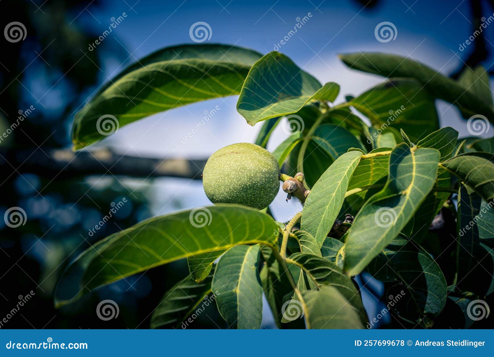 Walnut juglans regia stock photo. Image of fresh, nutcracker - 257699678