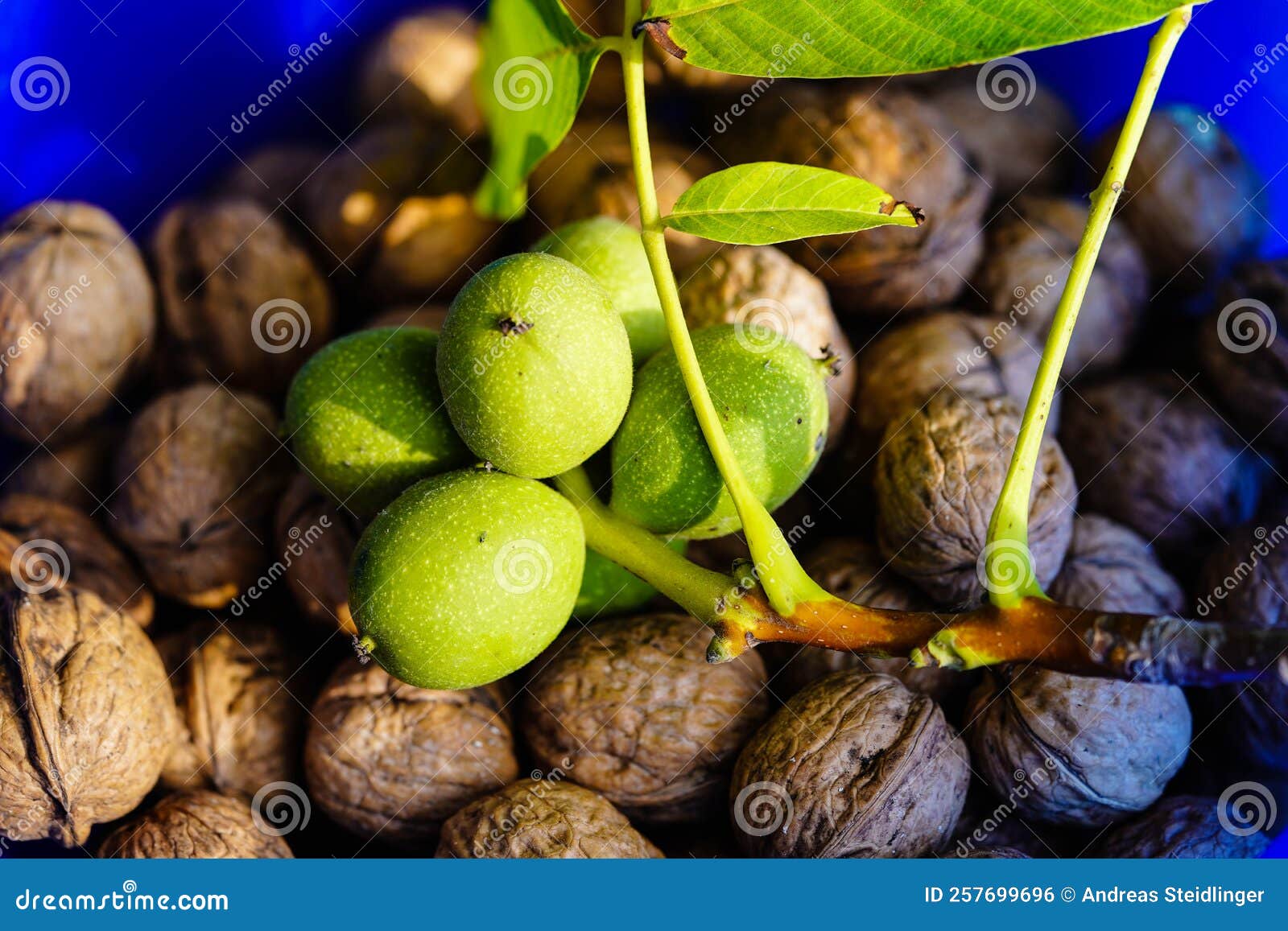 Walnut juglans regia stock photo. Image of nutrition - 257699696