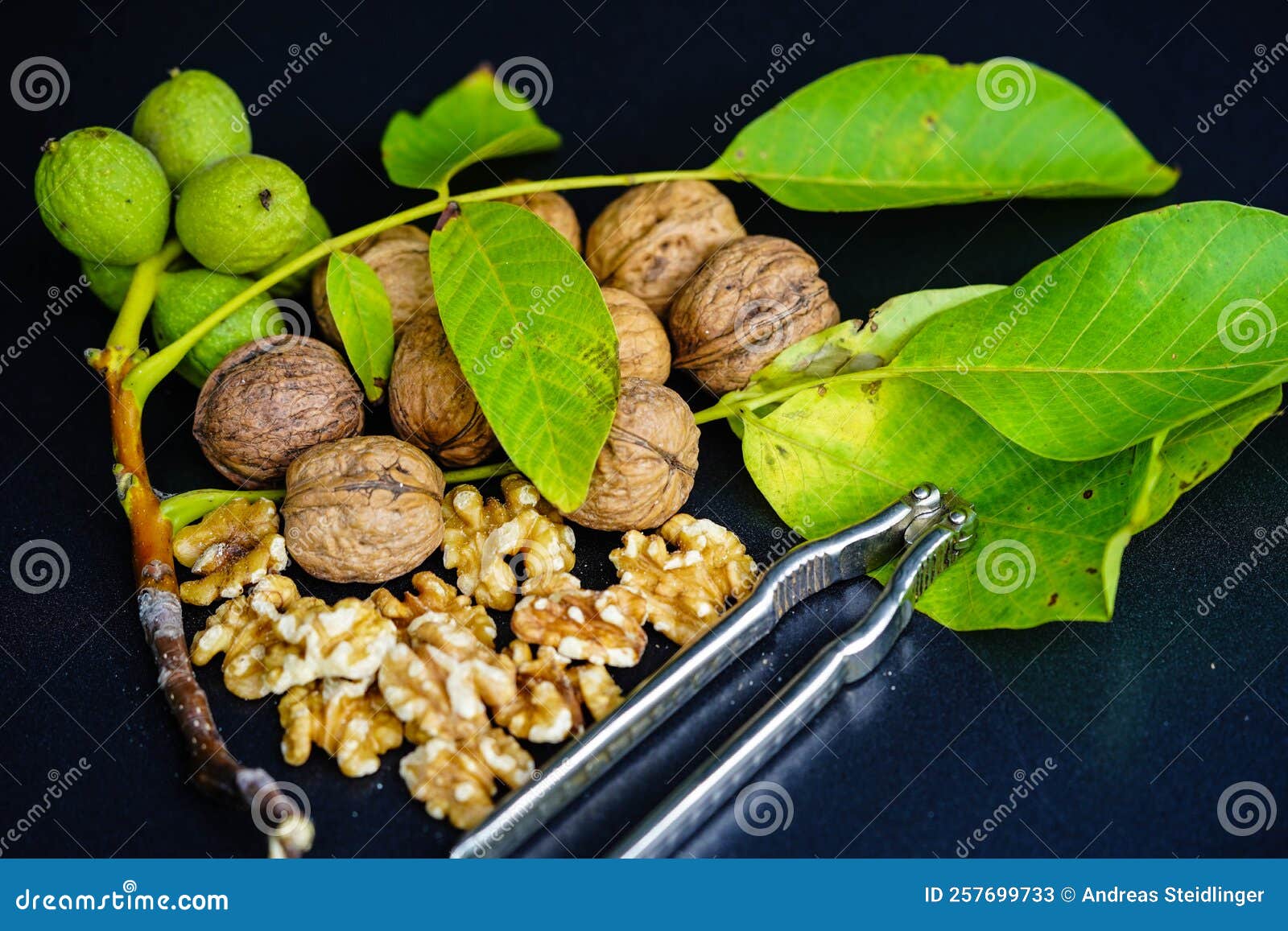 Walnut juglans regia stock image. Image of branch, juglans - 257699733