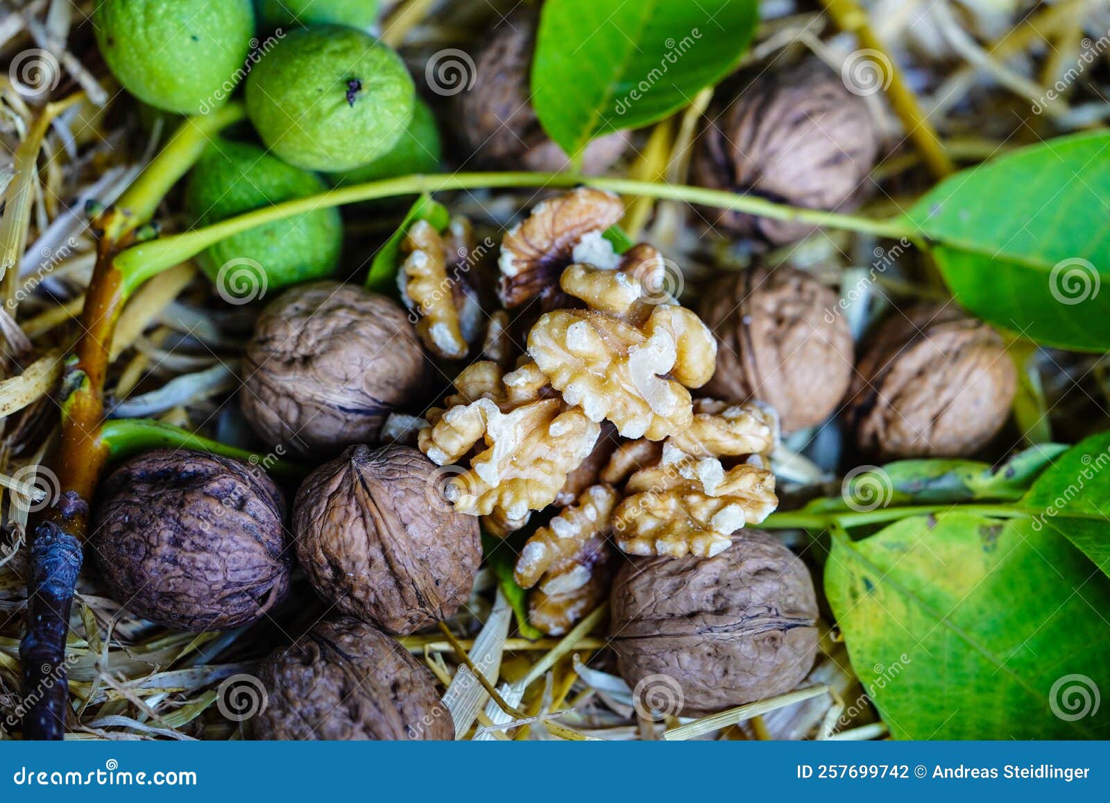 Walnut juglans regia stock photo. Image of color, agriculture - 257699742