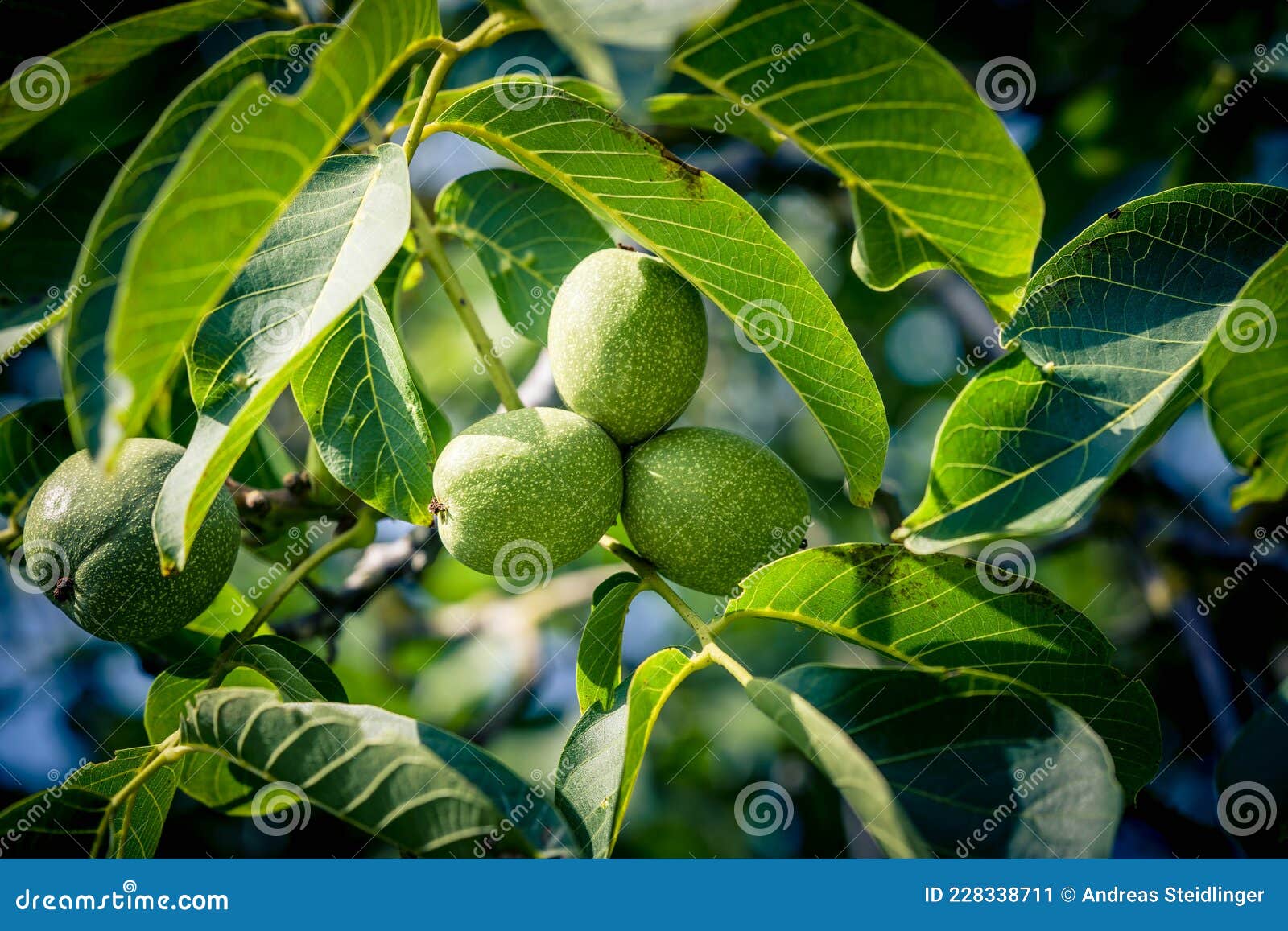 Walnut tree fruits stock image. Image of fruit, natural - 228338711