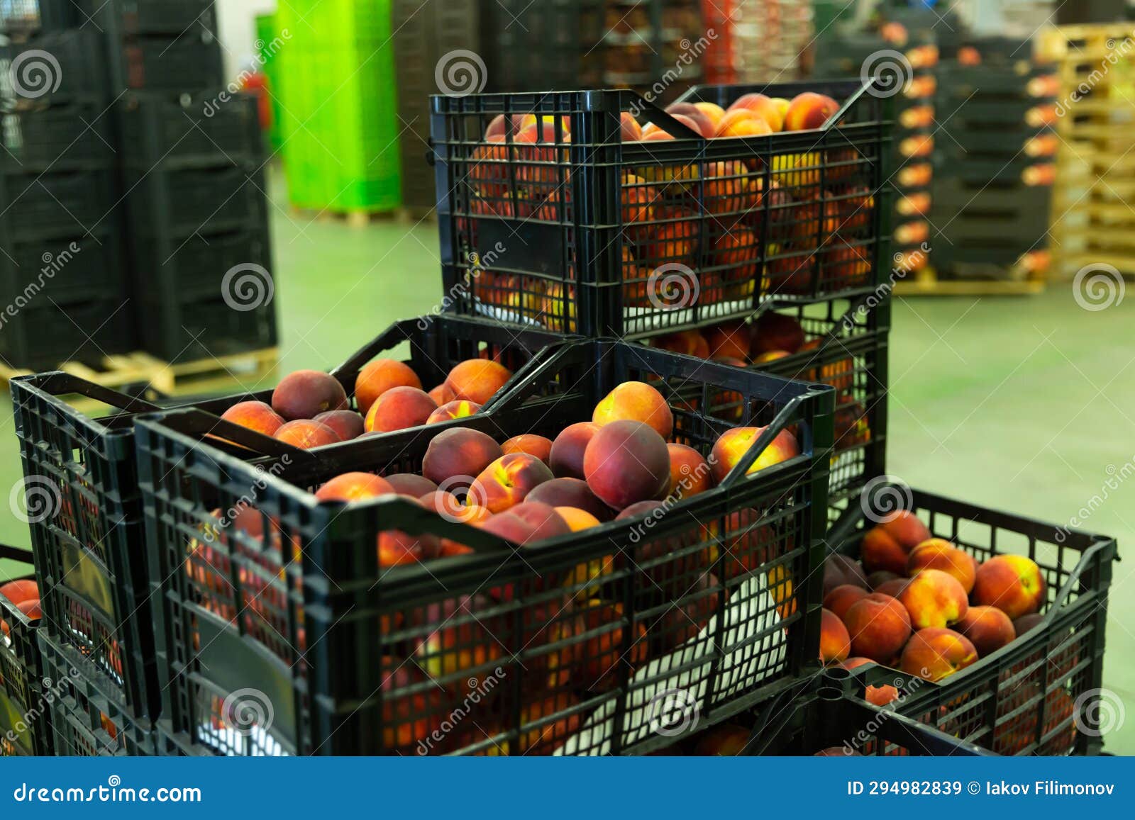 Fruits Warehouse with Plastic Boxes of Harvested Peaches Stock Image ...