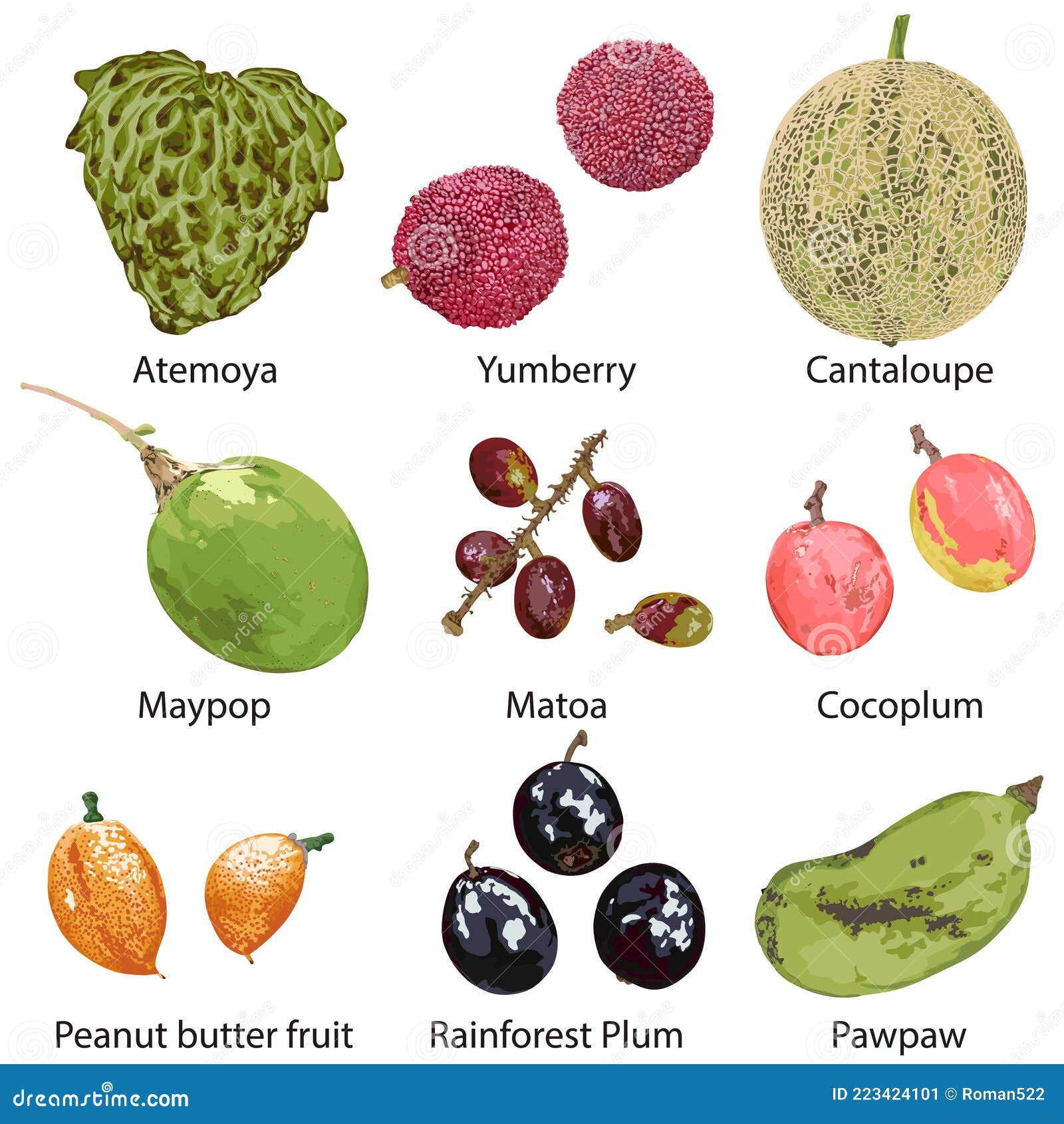 Matoa Stock Illustrations – 1 Matoa Stock Illustrations, Vectors ...