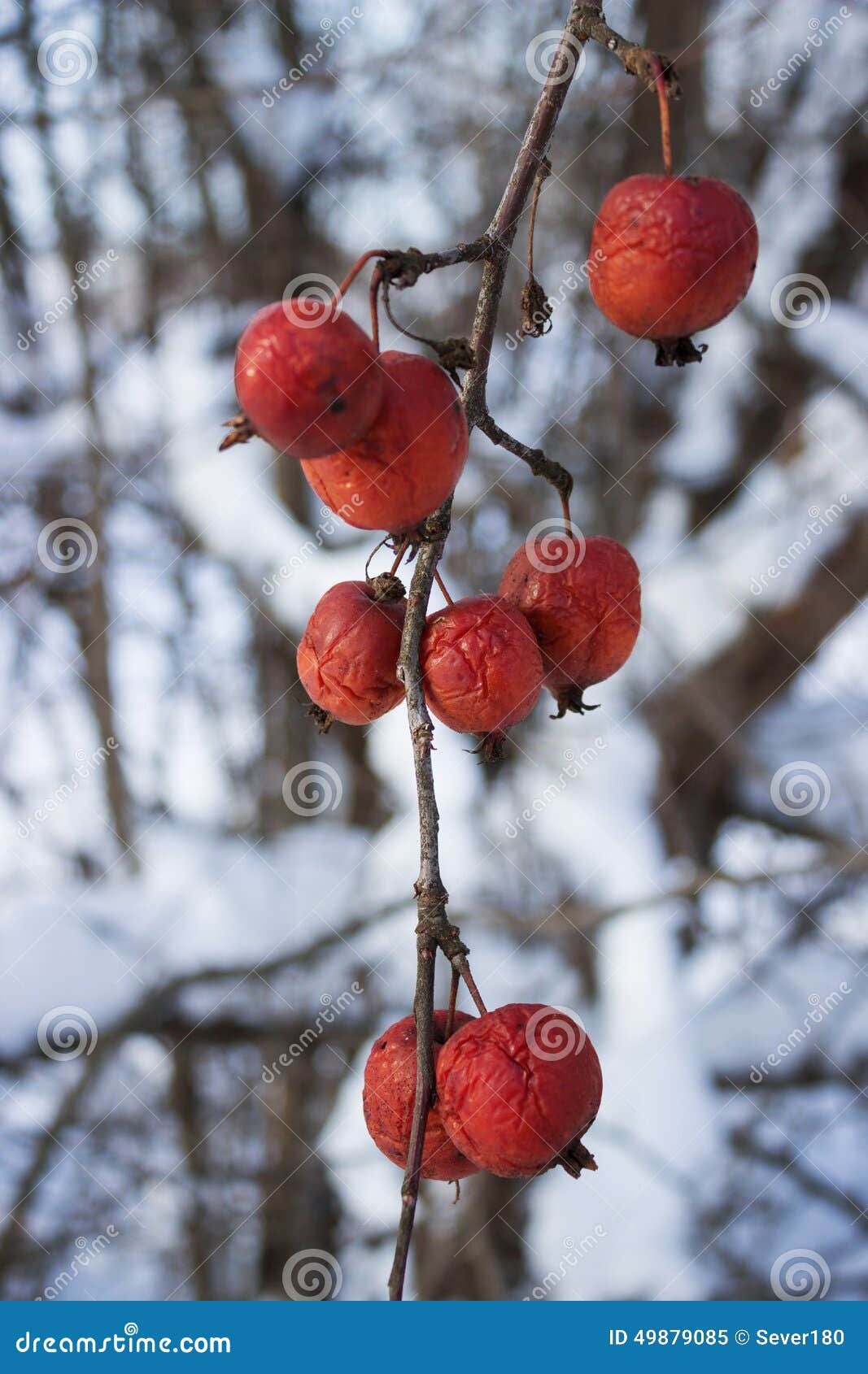 Fruits Wild Apple Trees Forest Winter Stock Image - Image of natural ...