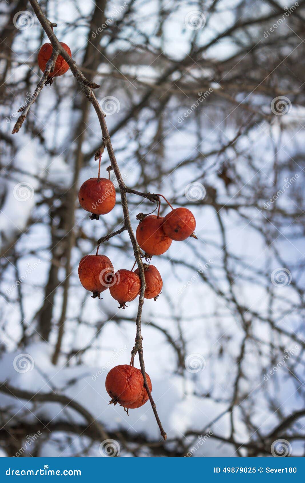 Fruits Wild Apple Trees Forest Winter on Twig Stock Image - Image of ...