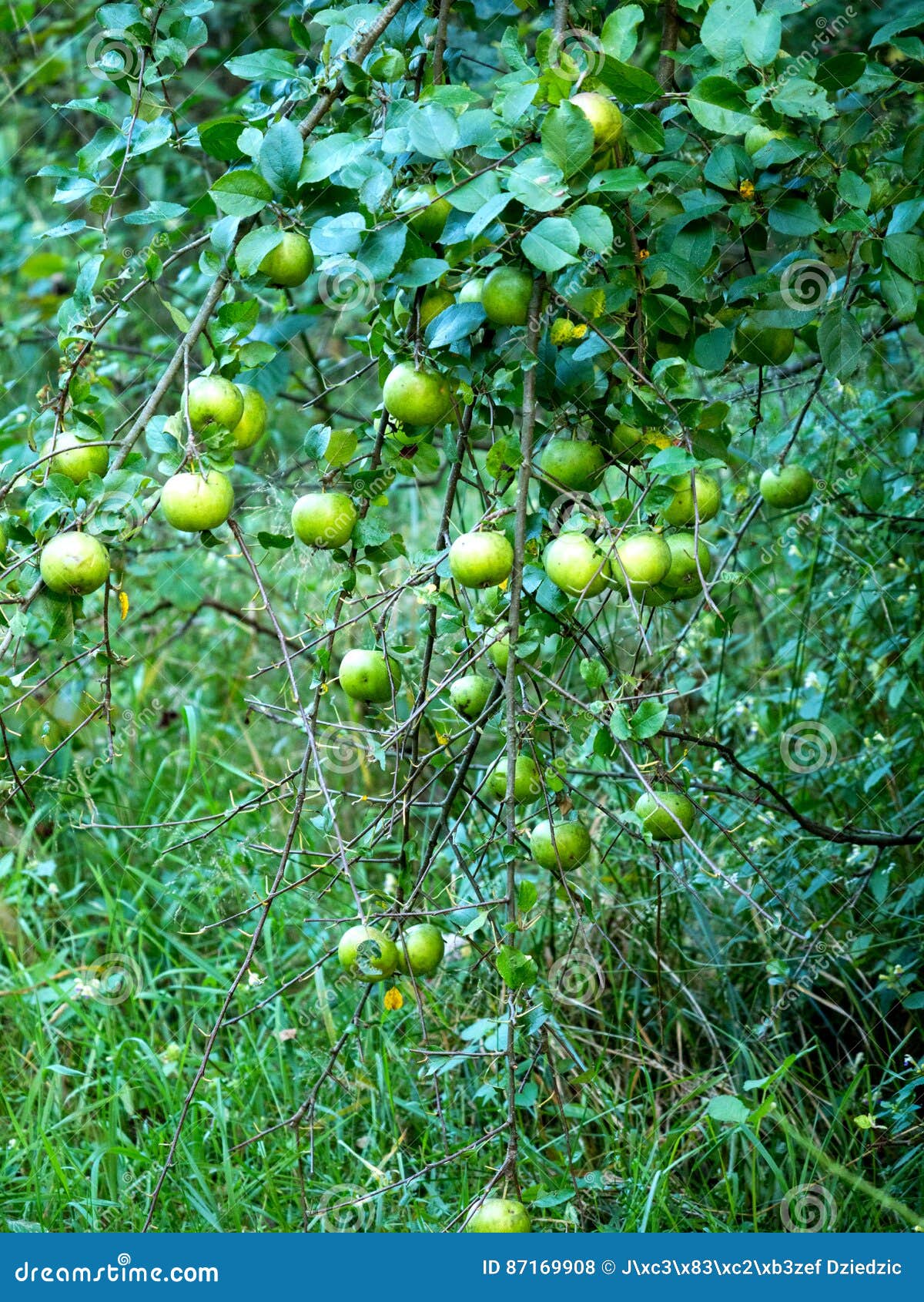 Fruits of wild apples stock photo. Image of food, natural - 87169908