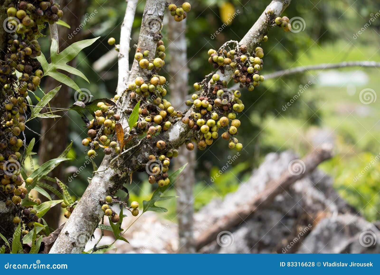 Fruits Wild Fig Tree Forest in Madagascar Stock Photo - Image of ...