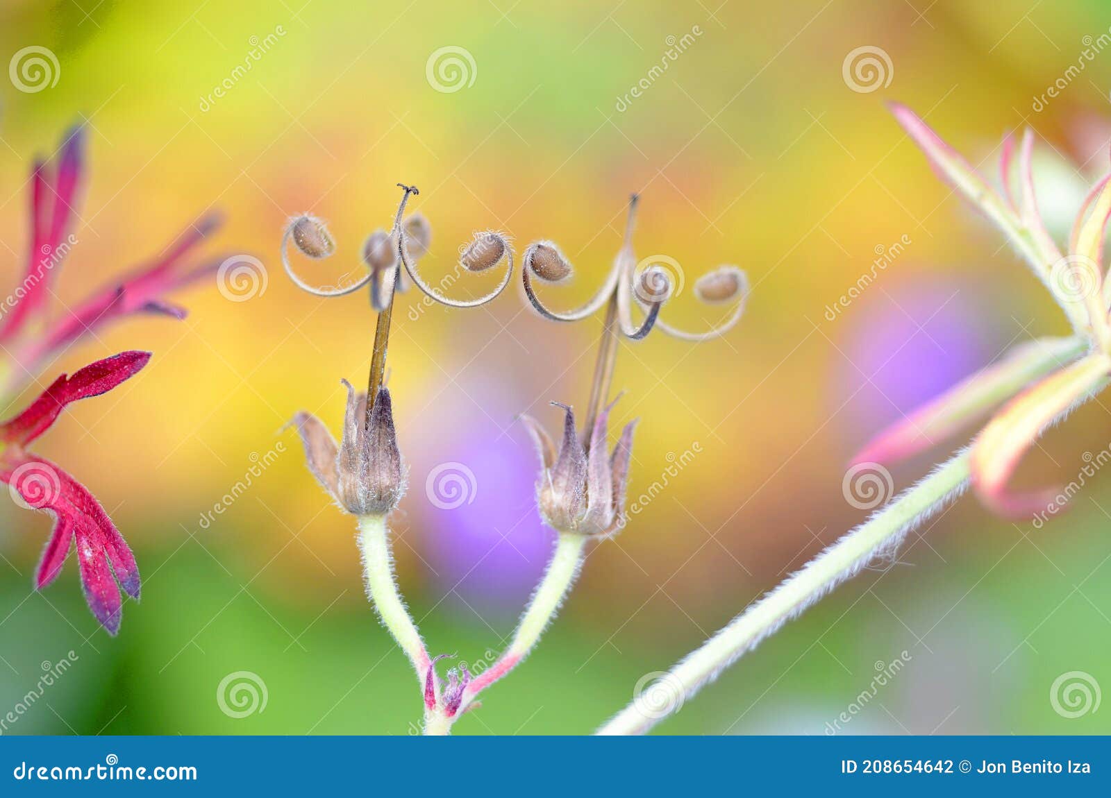Fruits of a Wild Geranium (Geranium Sp Stock Photo - Image of ...