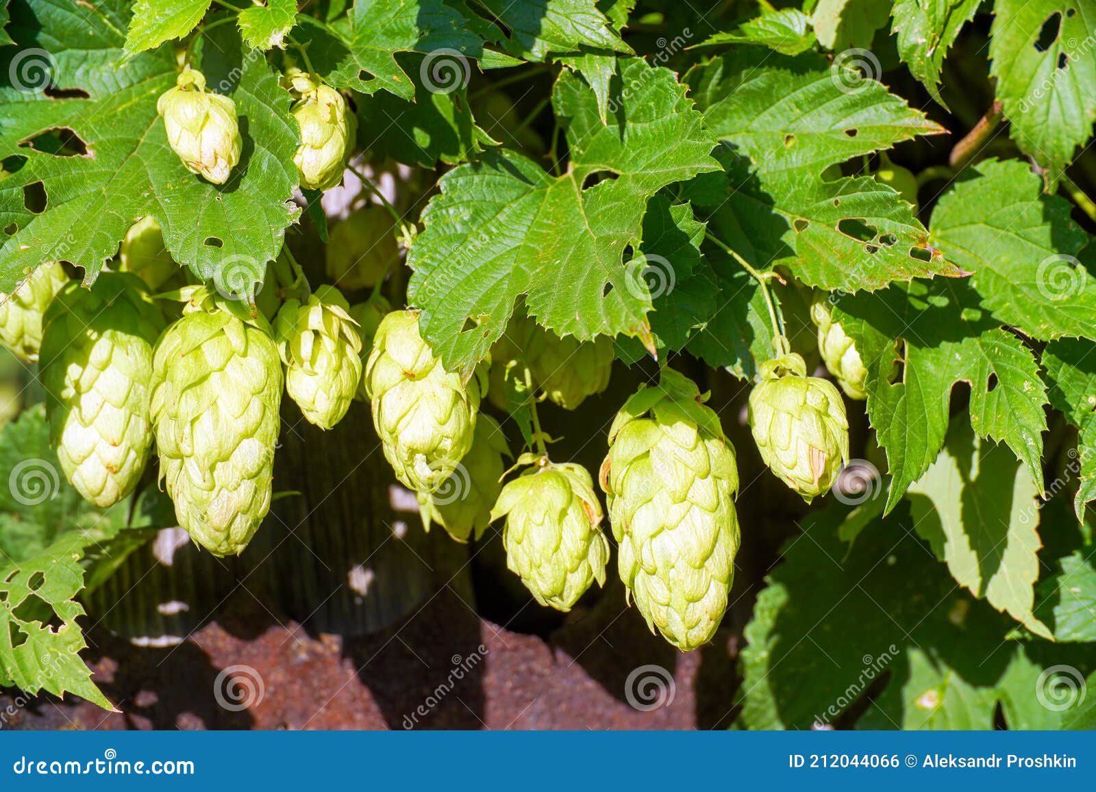 Fruits of Wild Hops on the Green Branches Stock Photo - Image of ...
