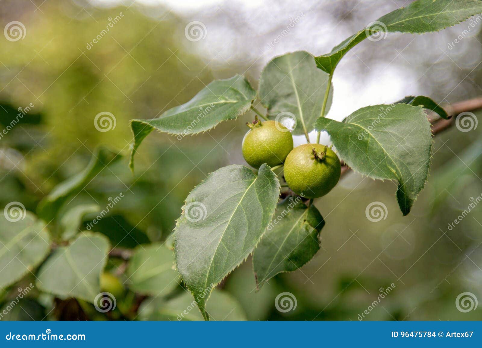 Fruits of a Wild Pear Ripen on a Tree Stock Photo - Image of orchard ...