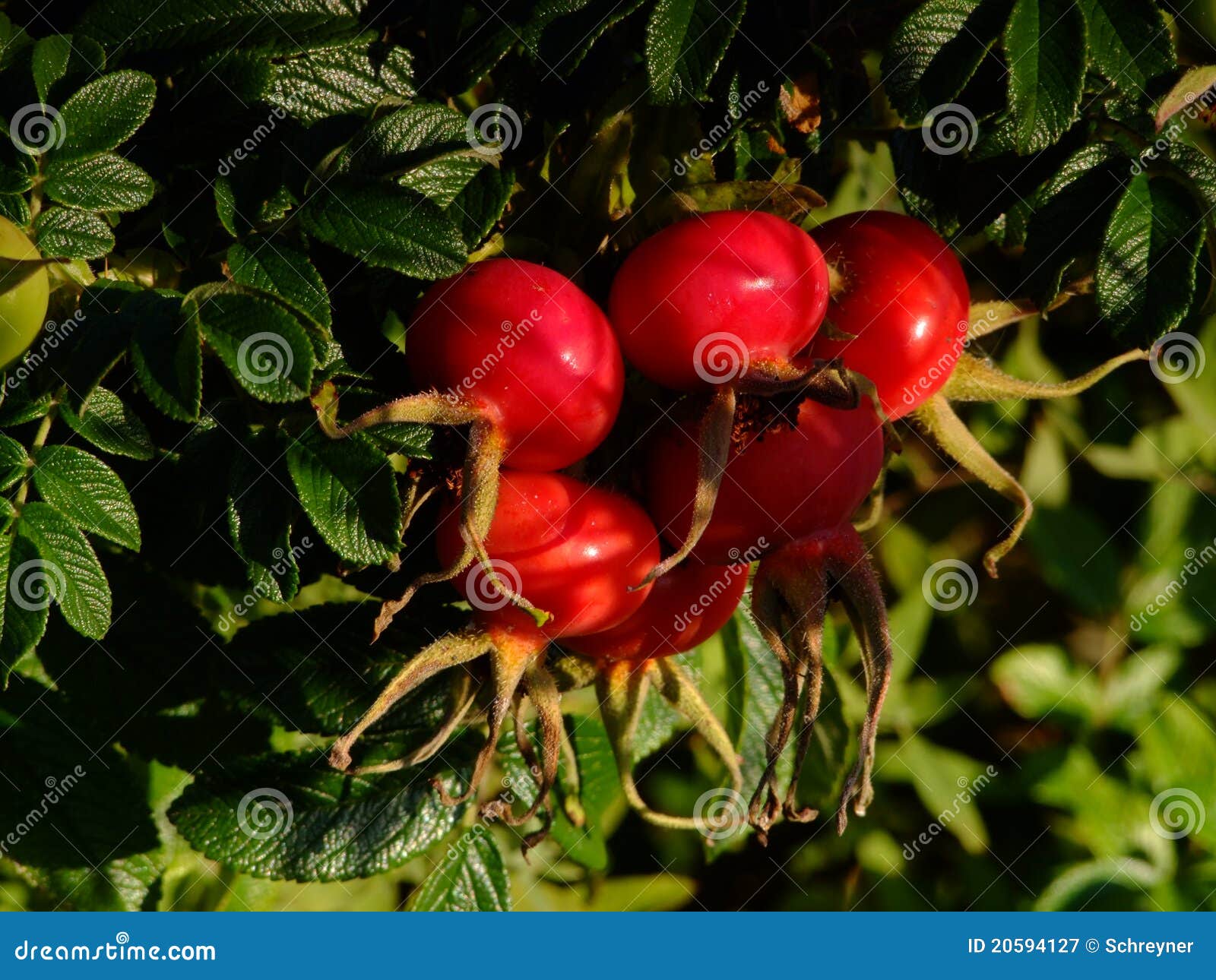 Fruits of wild rose stock image. Image of summer, vitamin - 20594127