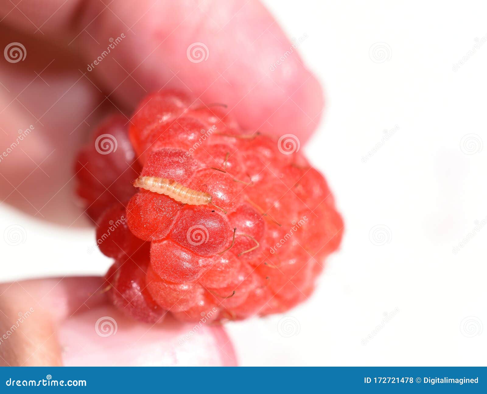 Fruitworm Eating on a Red Raspberry Stock Photo - Image of close ...