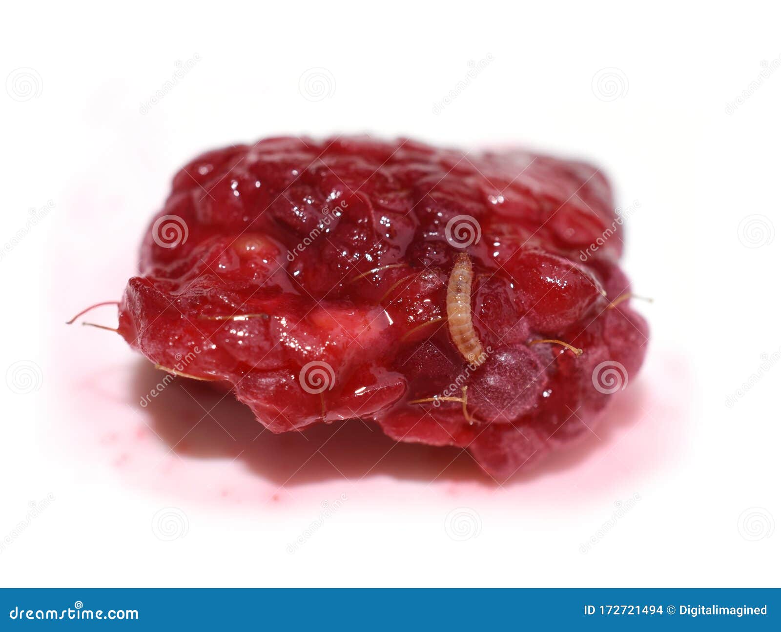 Fruitworm Eating on a Red Raspberry Stock Photo - Image of worm ...
