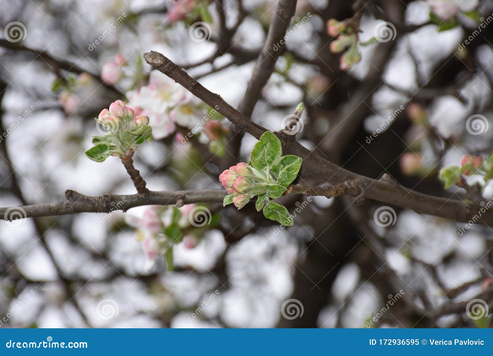 Fruity Flowers White Pink on Tree Branches. Blurred Background Stock ...