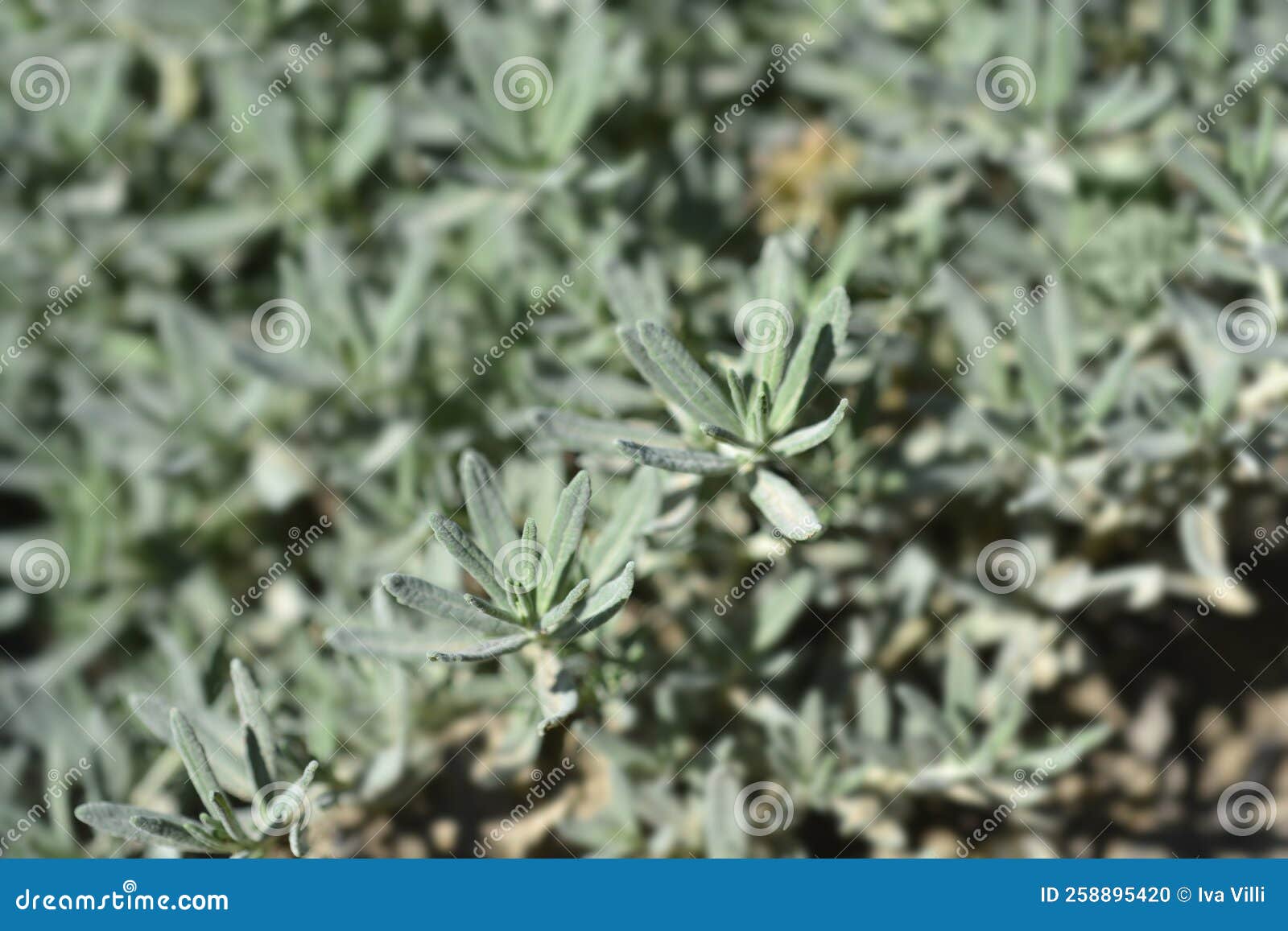 Fruity germander stock photo. Image of close, nature - 258895420