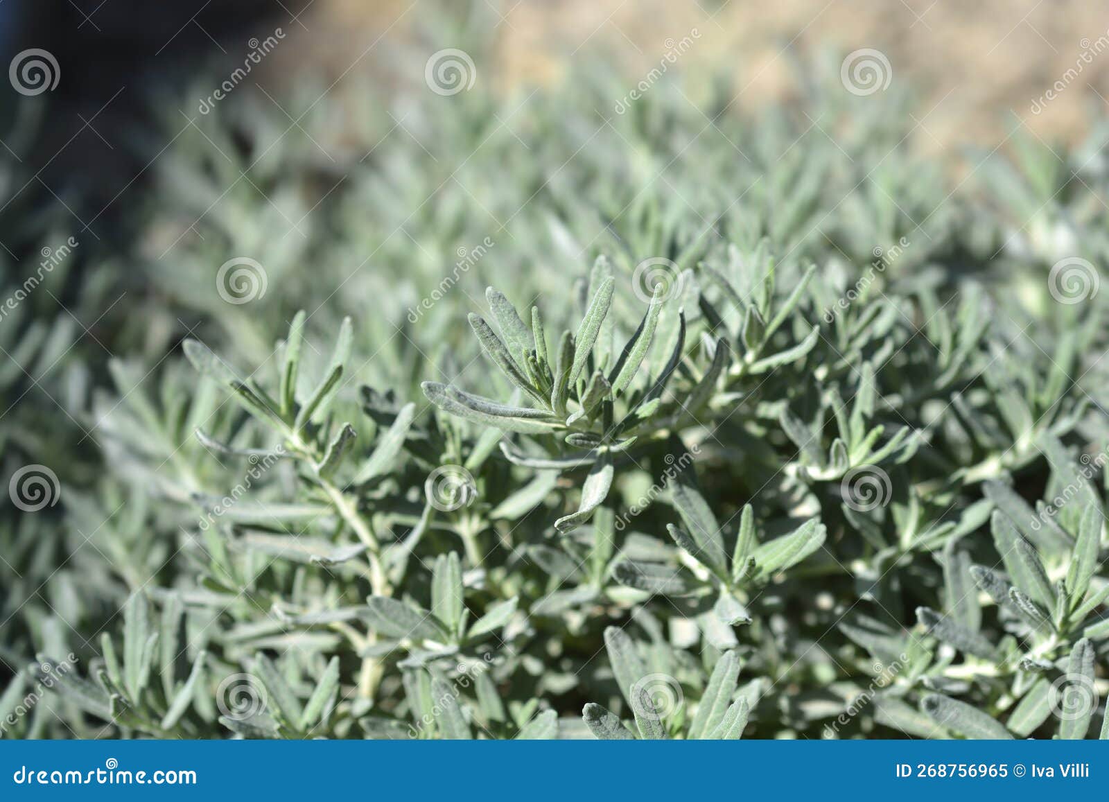 Fruity germander stock image. Image of outdoors, creeping - 268756965