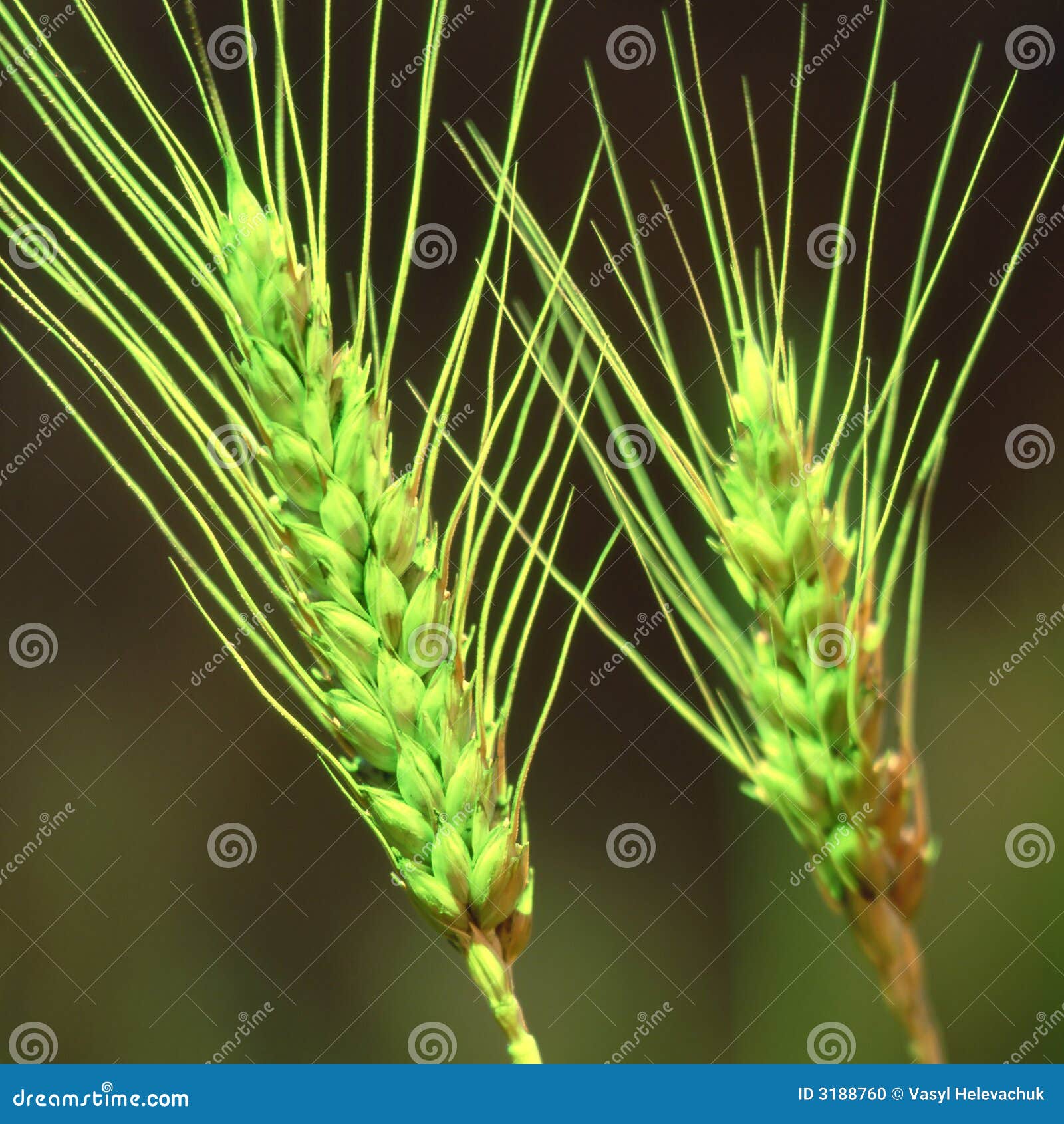 Frumento fotografia stock. Immagine di particolare, alimentazione - 3188760