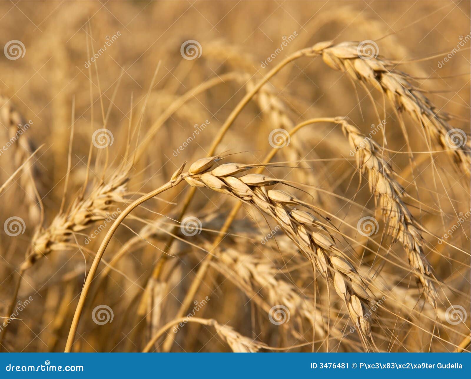 Frumento immagine stock. Immagine di podere, coltivatore - 3476481