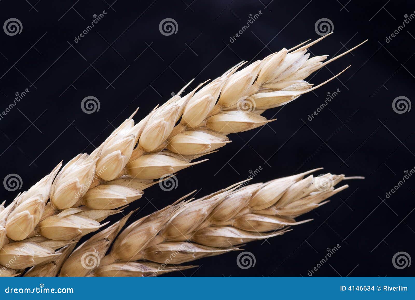 Frumento fotografia stock. Immagine di organico, agricoltura - 4146634