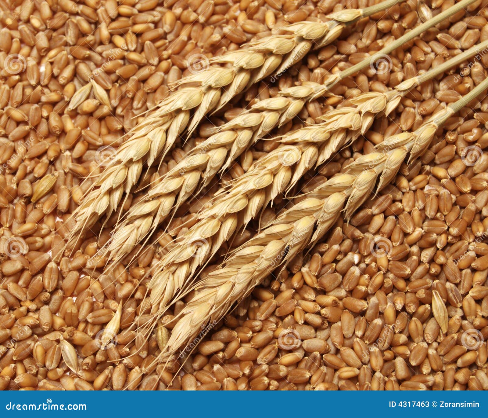 Frumento immagine stock. Immagine di grano, beige, sfondo - 4317463