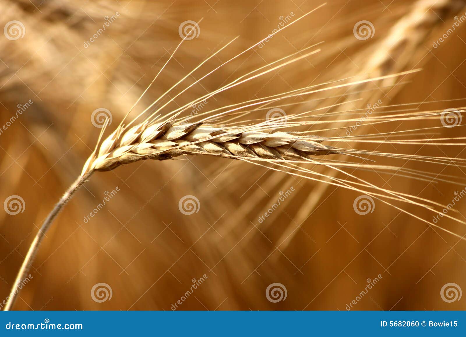 Frumento fotografia stock. Immagine di salute, cereale - 5682060