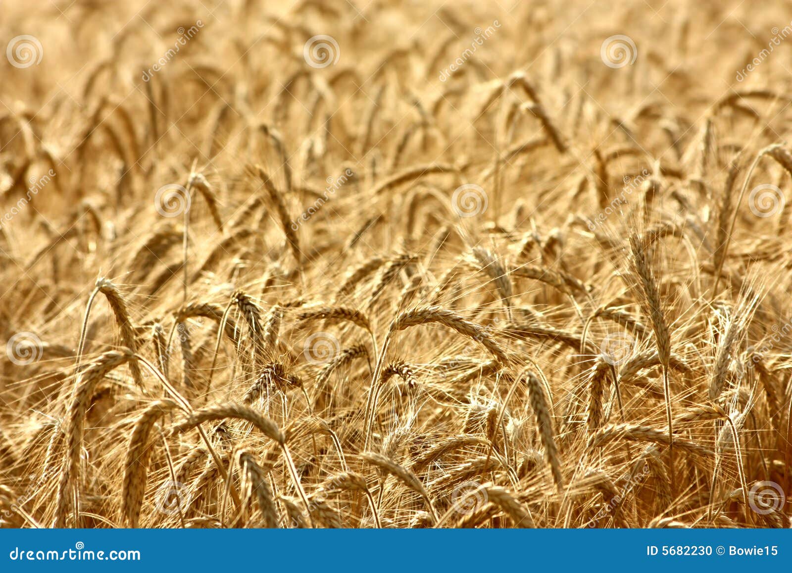 Frumento fotografia stock. Immagine di sano, campagna - 5682230