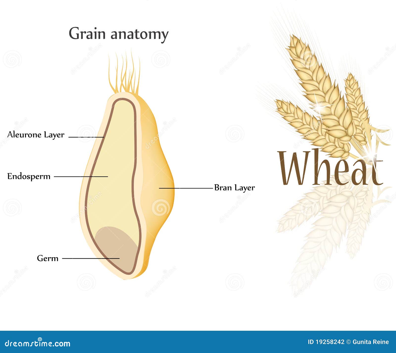 Frumento e granulo illustrazione vettoriale. Illustrazione di dieta ...