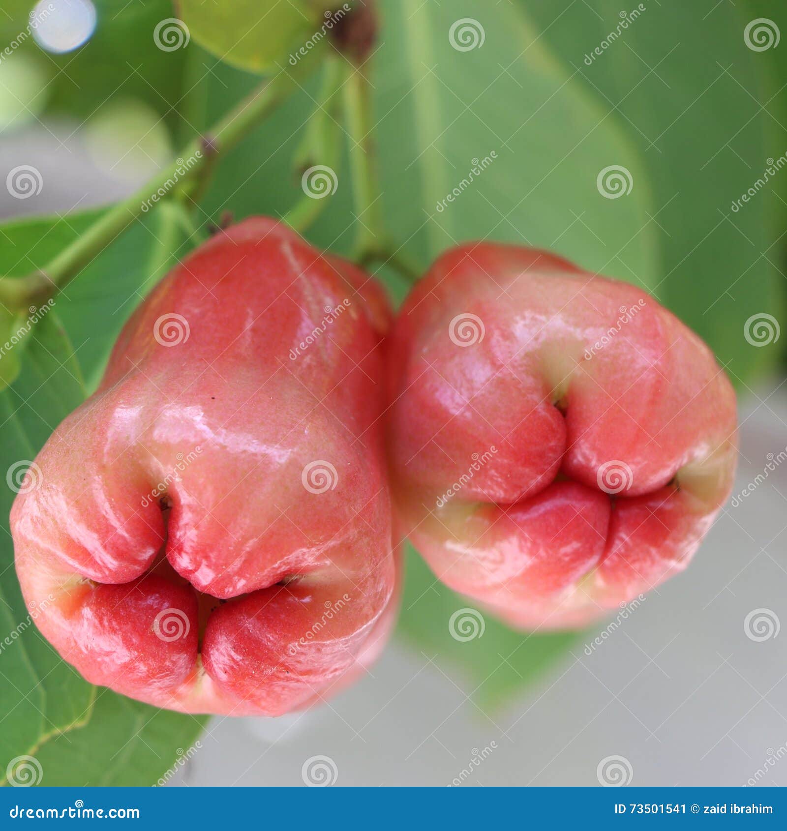 Fruots stock image. Image of fresh, yummy, tropical, fruots - 73501541