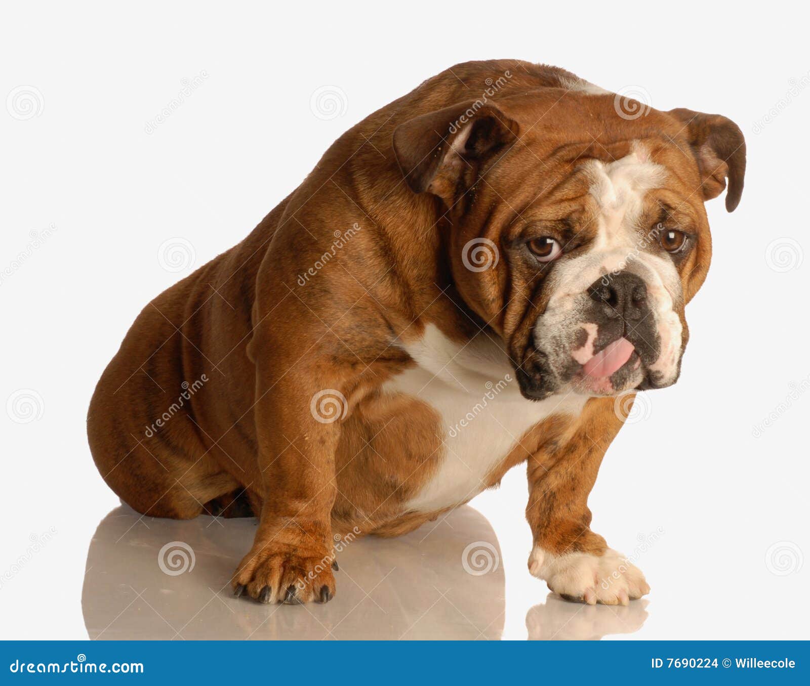 Frustrated dog stock photo. Image of emotion, english - 7690224