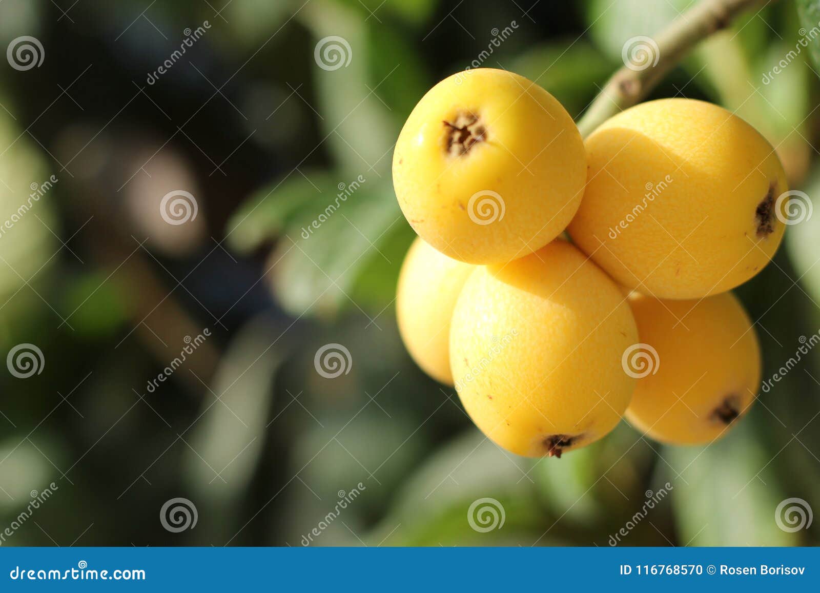 Fruta Amarilla Escena Del Resorte Foto de archivo - Imagen de fruta ...
