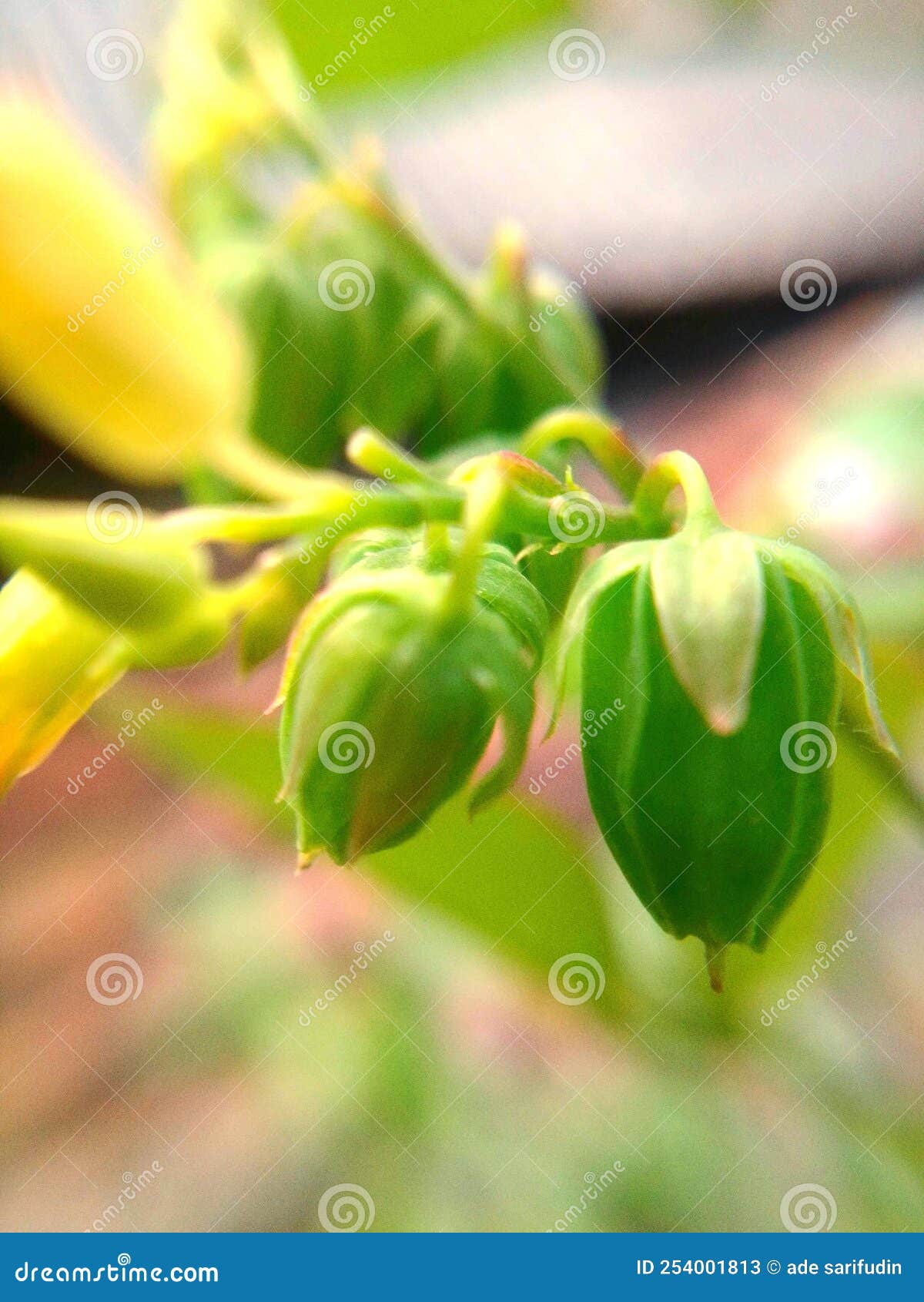 Fruta azeda imagem de stock. Imagem de pequeno, verde - 254001813