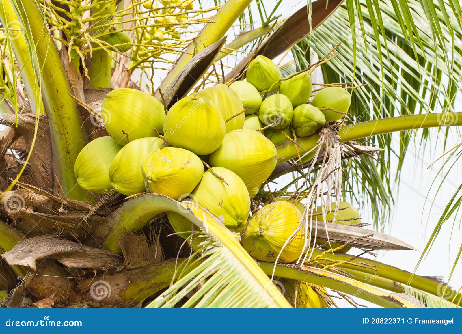 Fruta, coco verde imagen de archivo. Imagen de océano - 20822371
