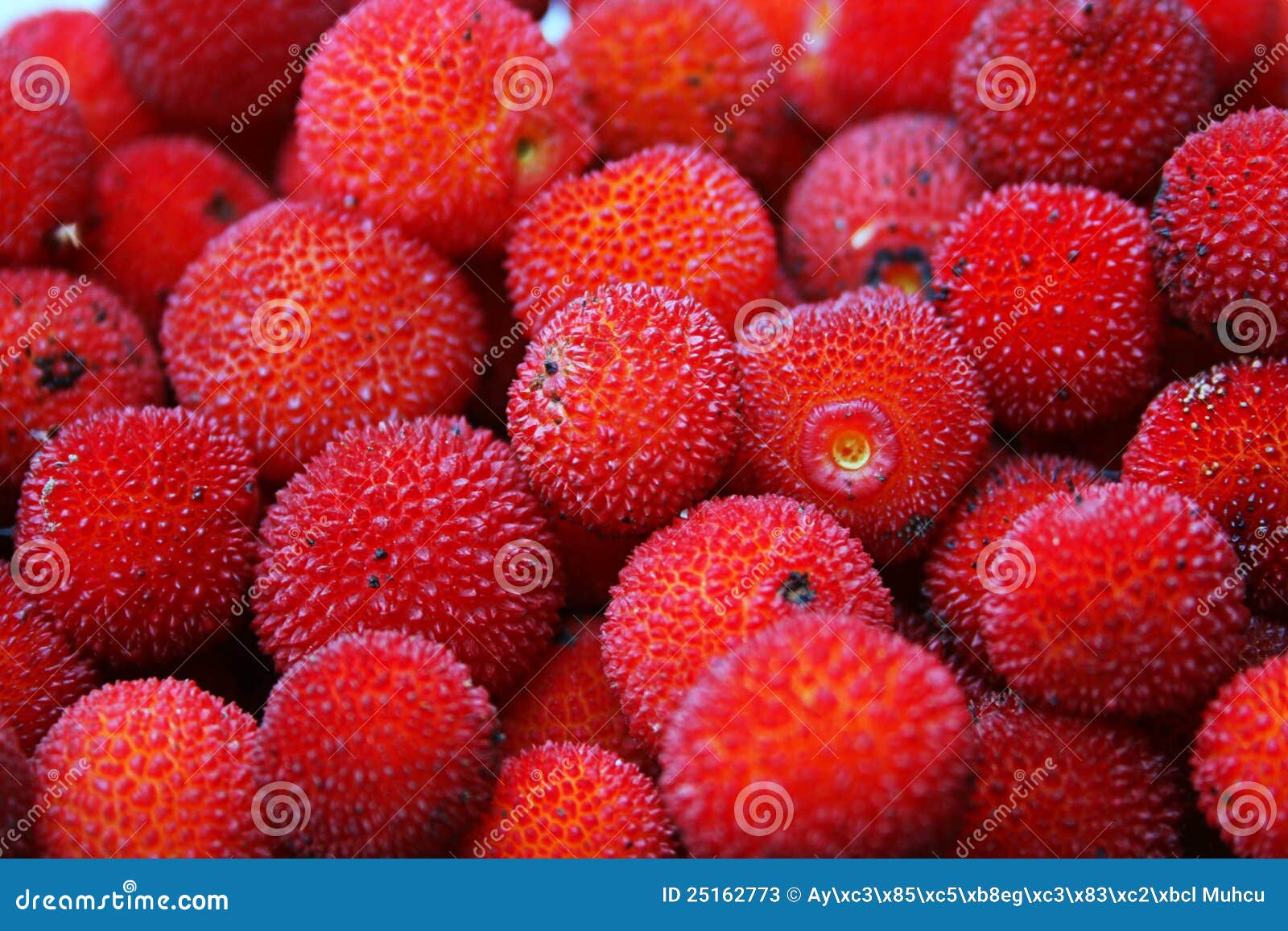 Fruta da árvore de morango imagem de stock. Imagem de colheita - 25162773