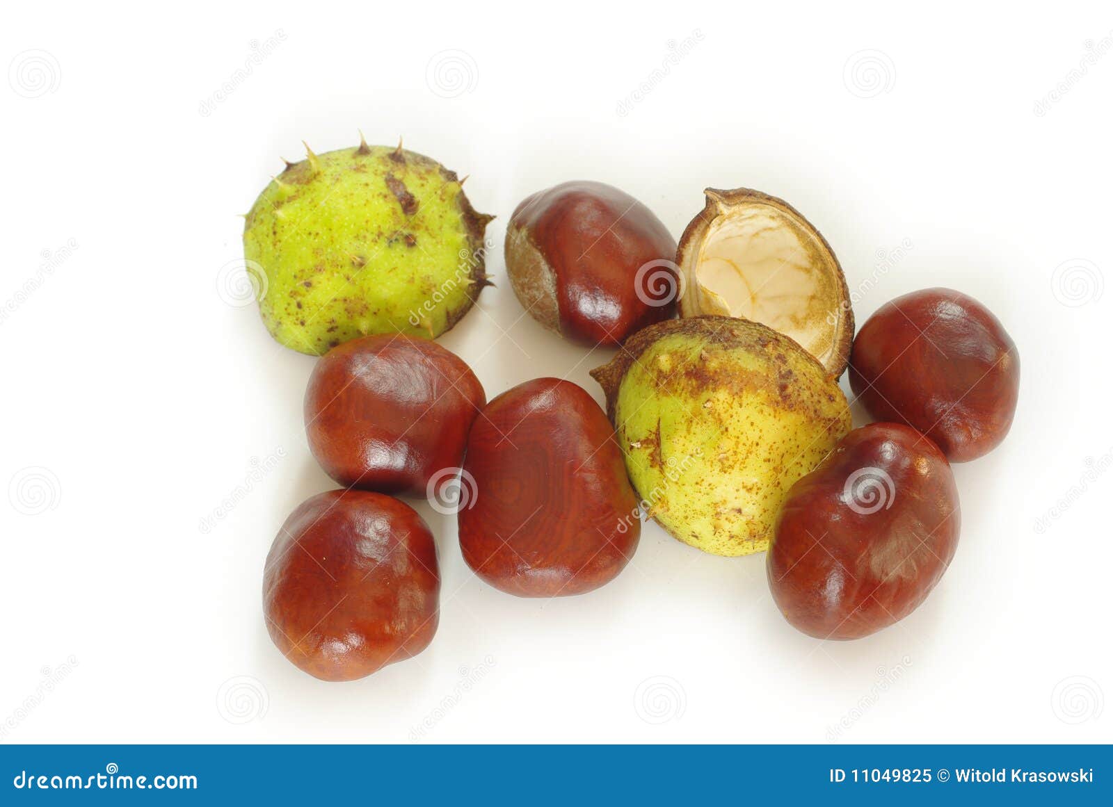 Fruta da castanha-da-índia imagem de stock. Imagem de outono - 11049825