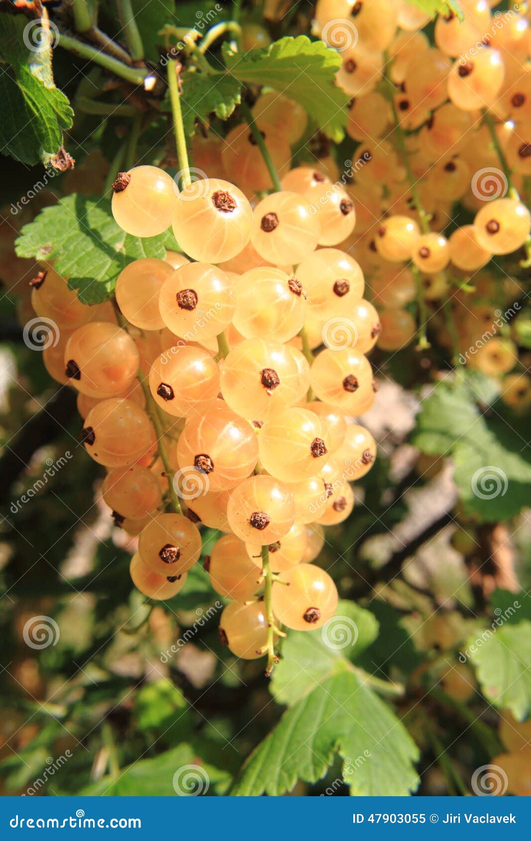 Fruta Da Passa De Corinto Branca Imagem de Stock - Imagem de branco ...