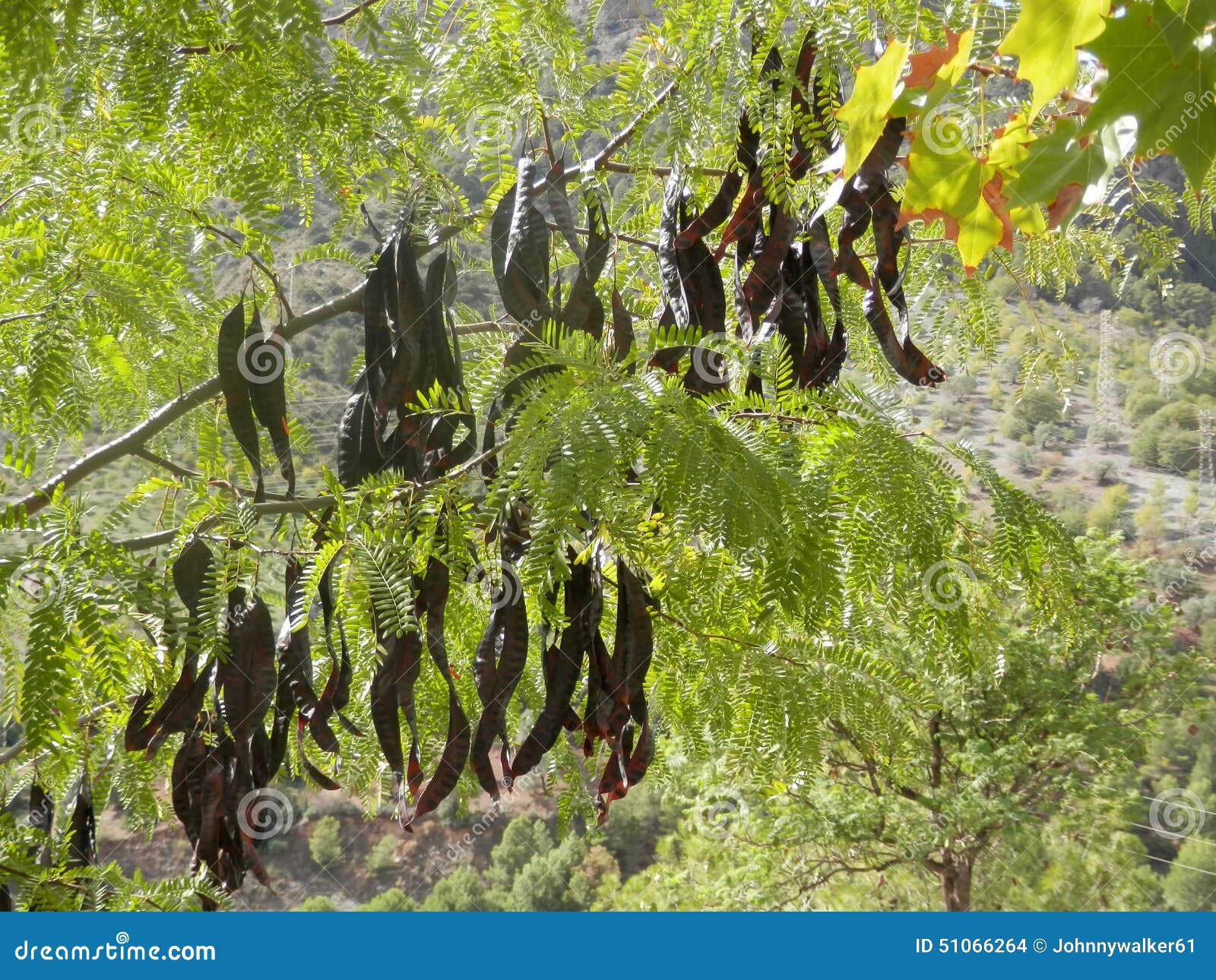 Fruta de Algarrobo foto de archivo. Imagen de necesidades - 51066264