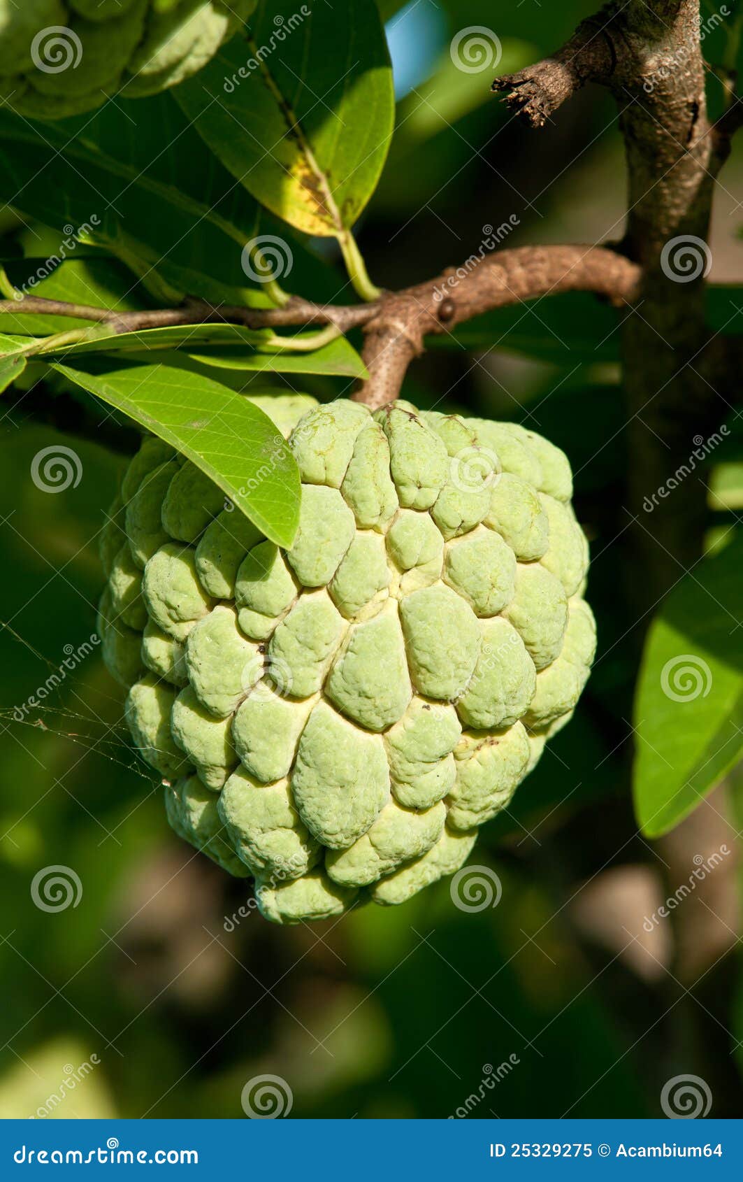 Fruta de anona en árbol imagen de archivo. Imagen de vitaminas - 25329275