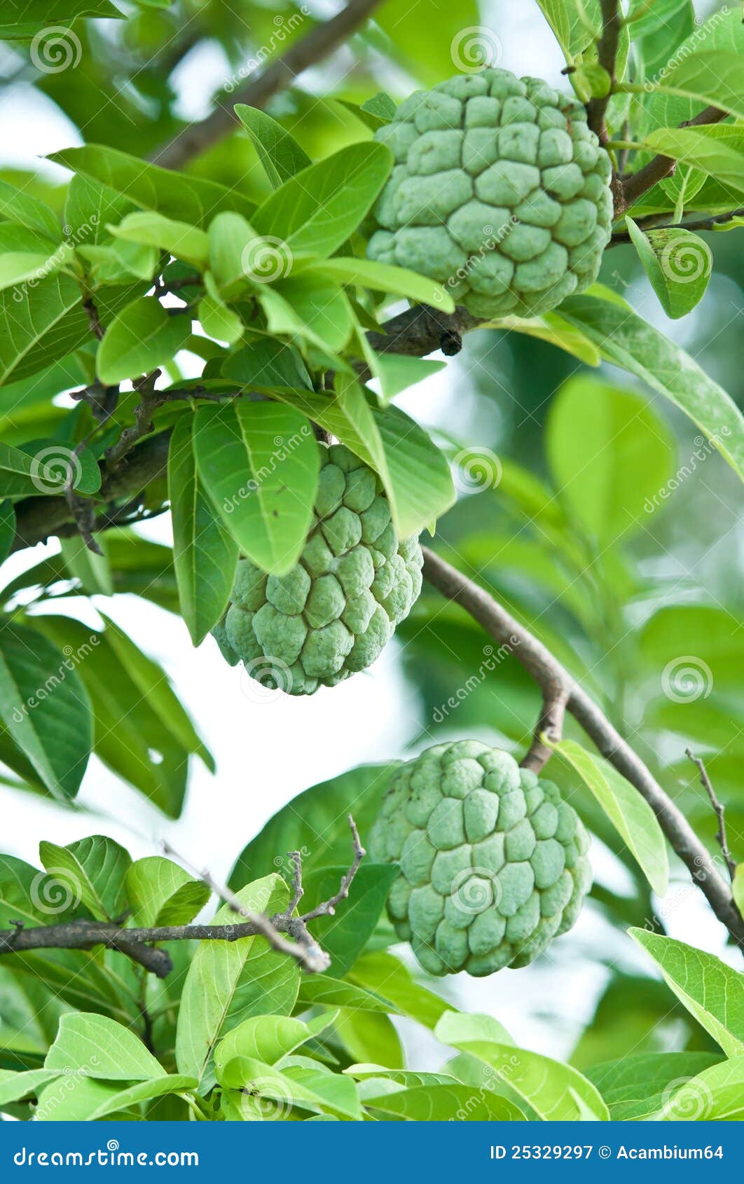 Fruta de anona en árbol imagen de archivo. Imagen de regordete - 25329297