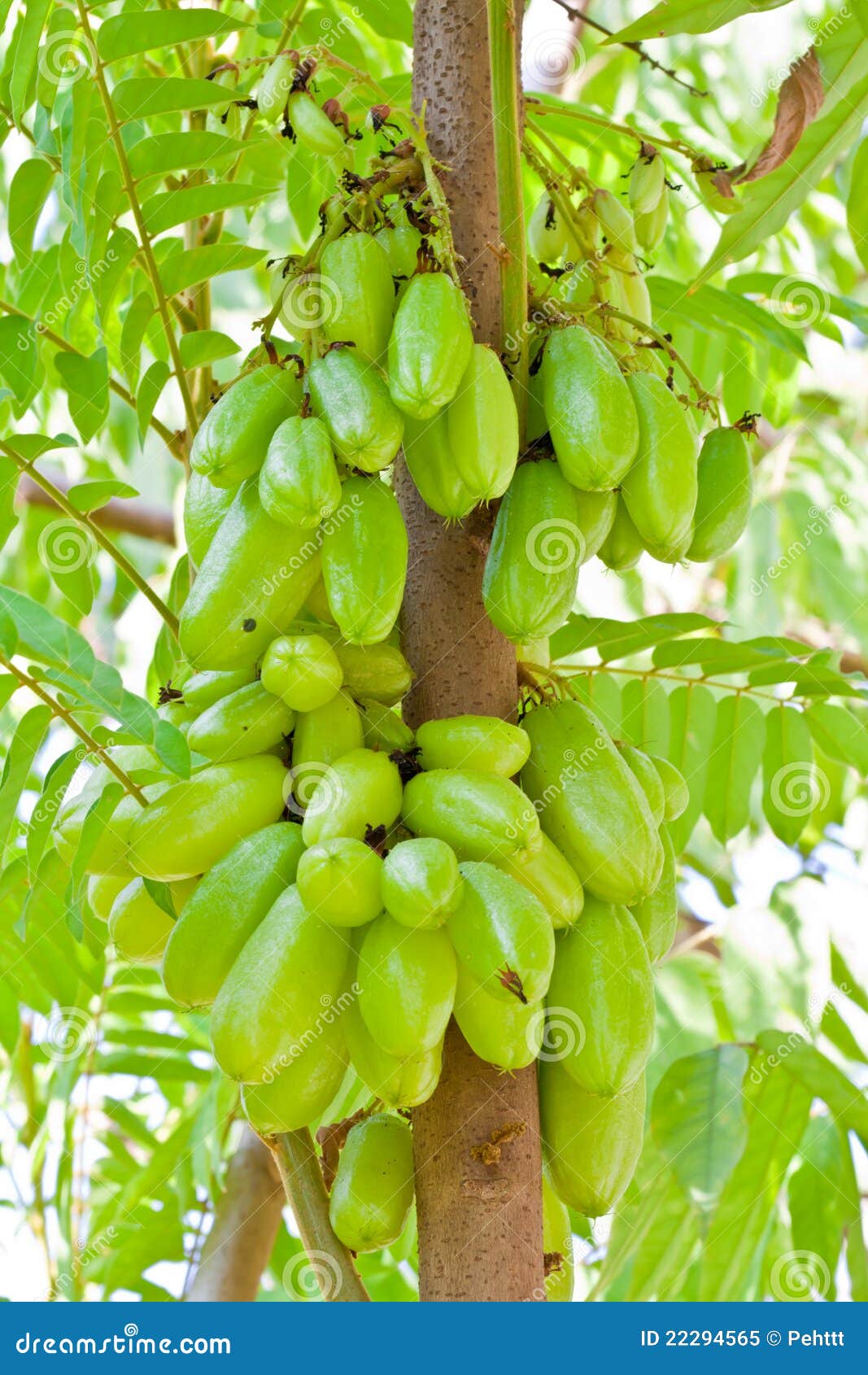 Fruta De Bilimbi Foto de Stock Royalty Free - Imagem: 22294565