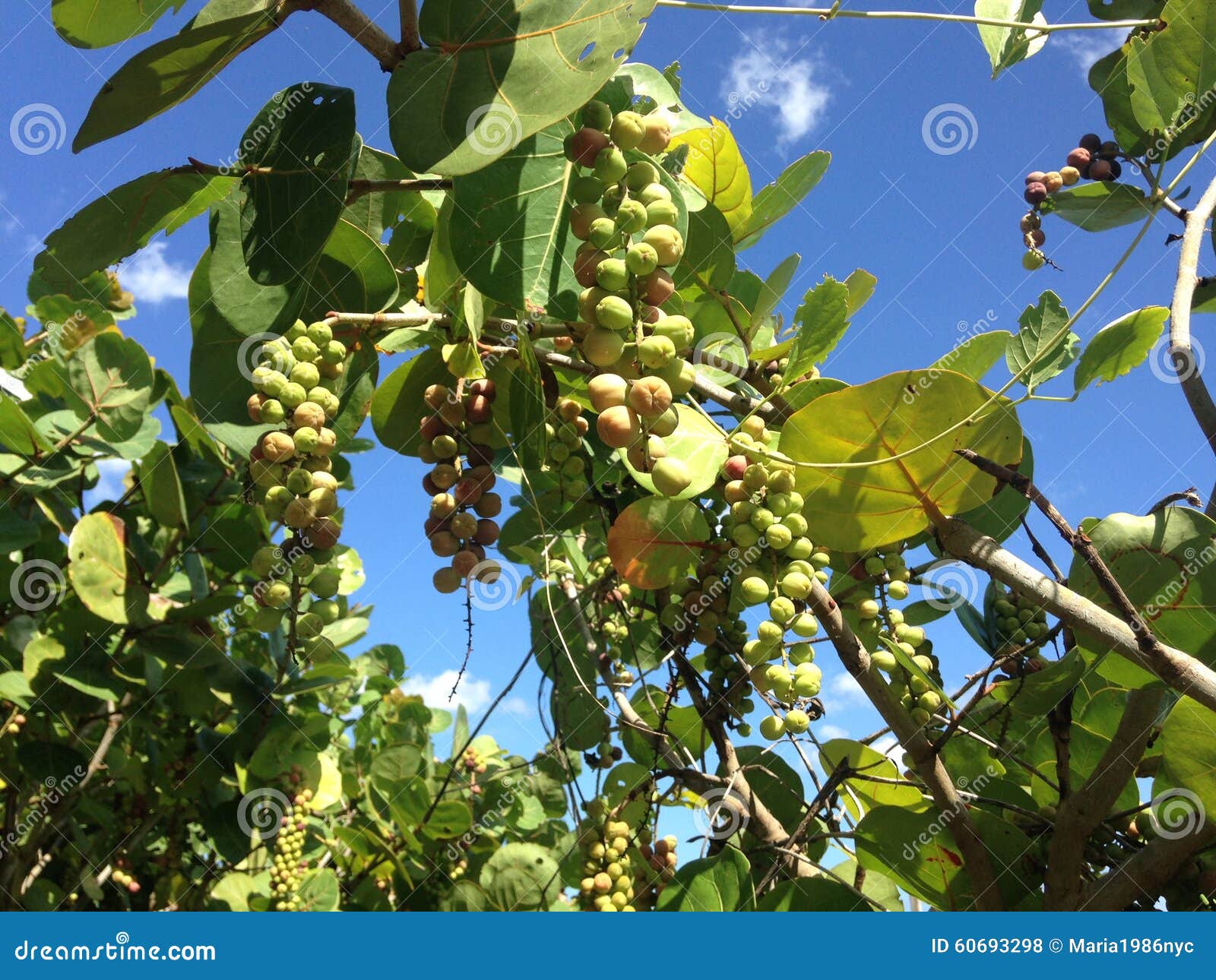 Fruta De Coccoloba Uvifera En Miami Foto de archivo - Imagen de sunset ...