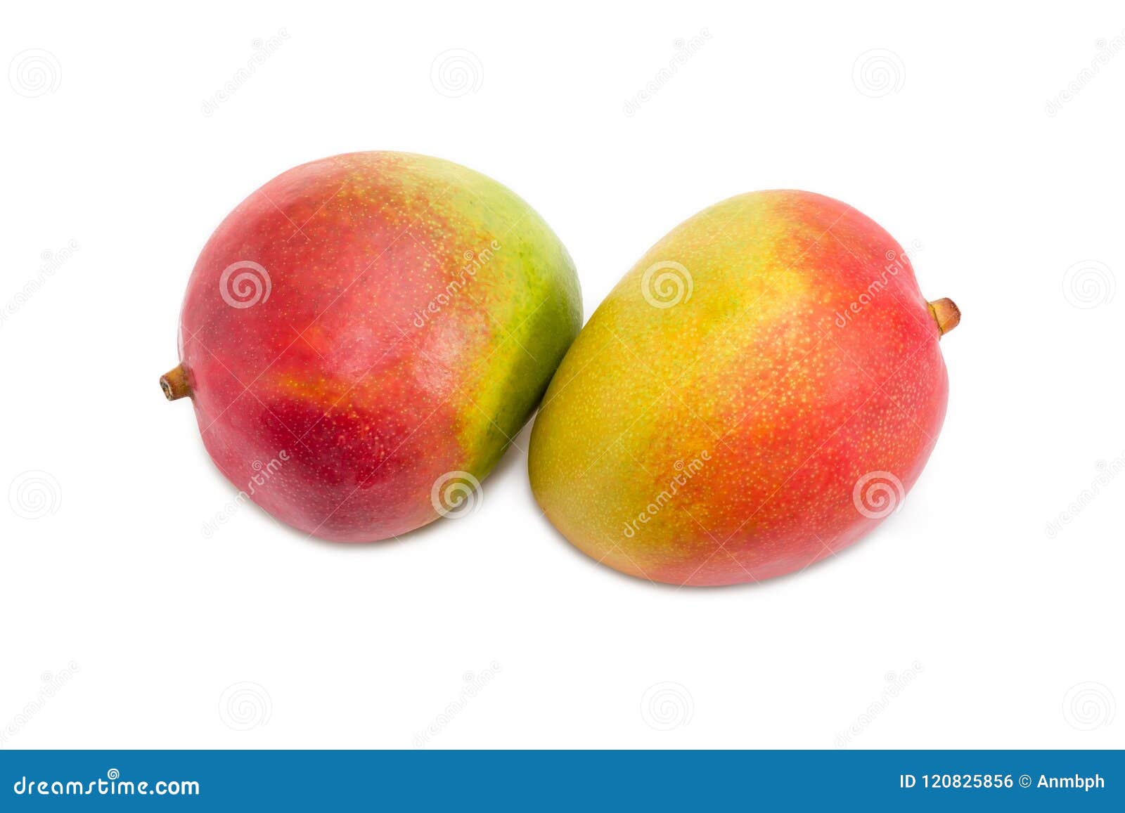 Fruta De Dos Mangos En Un Fondo Blanco Foto de archivo - Imagen de ...