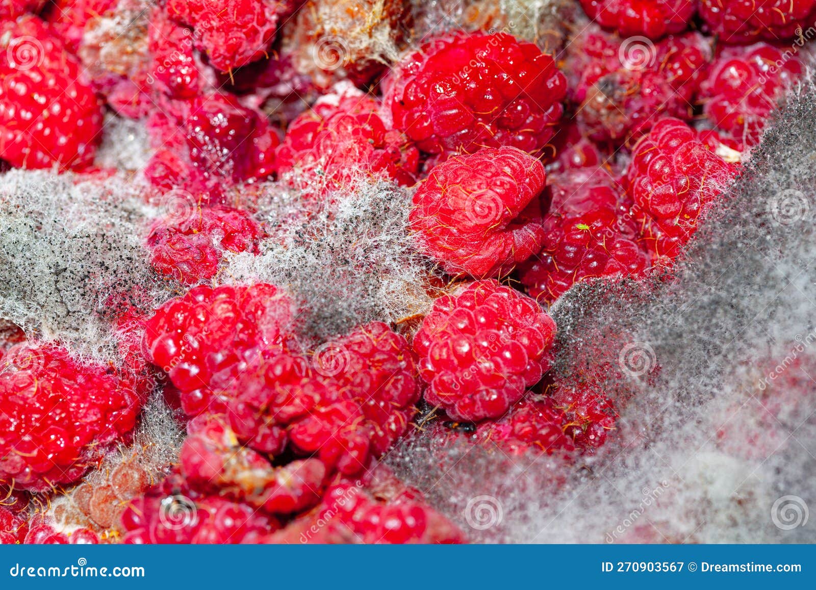 Fruta De Frambuesa Caducada En Moho Imagen de archivo - Imagen de ...