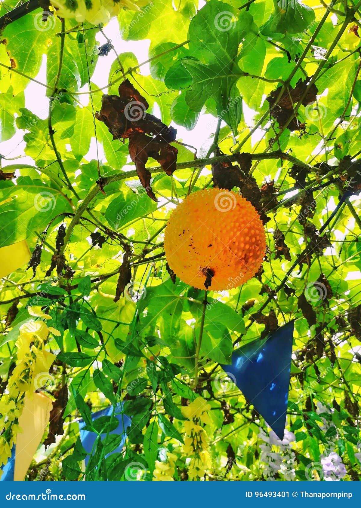 Fruta de Gac imagen de archivo. Imagen de frescura, fresco - 96493401