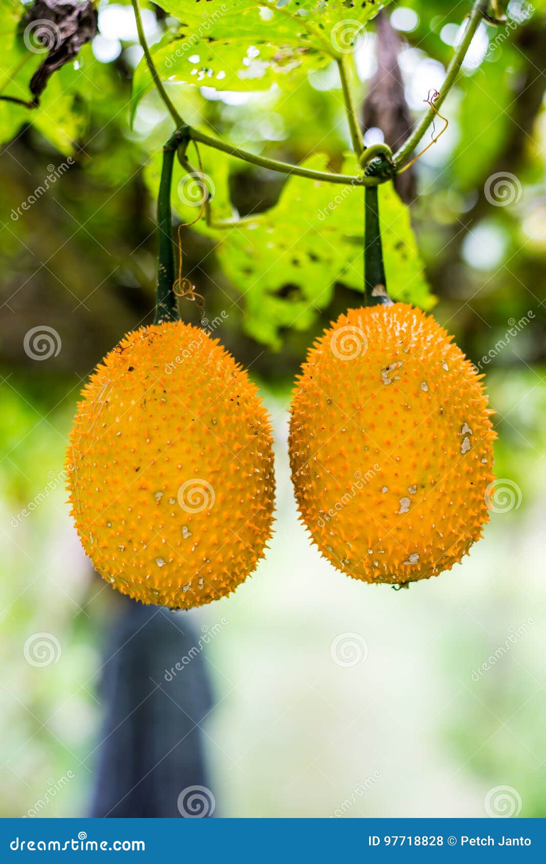 Fruta de Gac en el campo foto de archivo. Imagen de travieso - 97718828