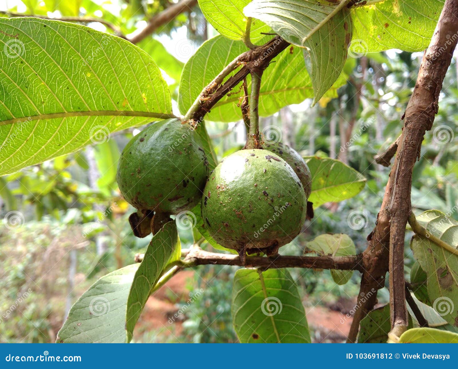 Fruta de guayaba foto de archivo. Imagen de mercado - 103691812