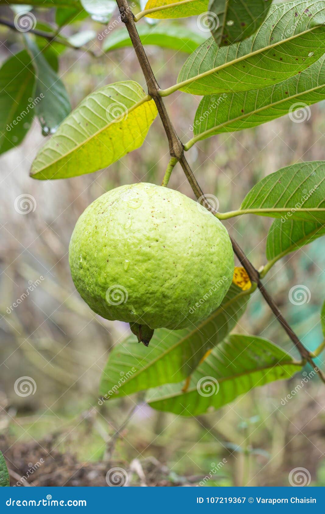 Fruta de guayaba imagen de archivo. Imagen de cubo, grande - 107219367